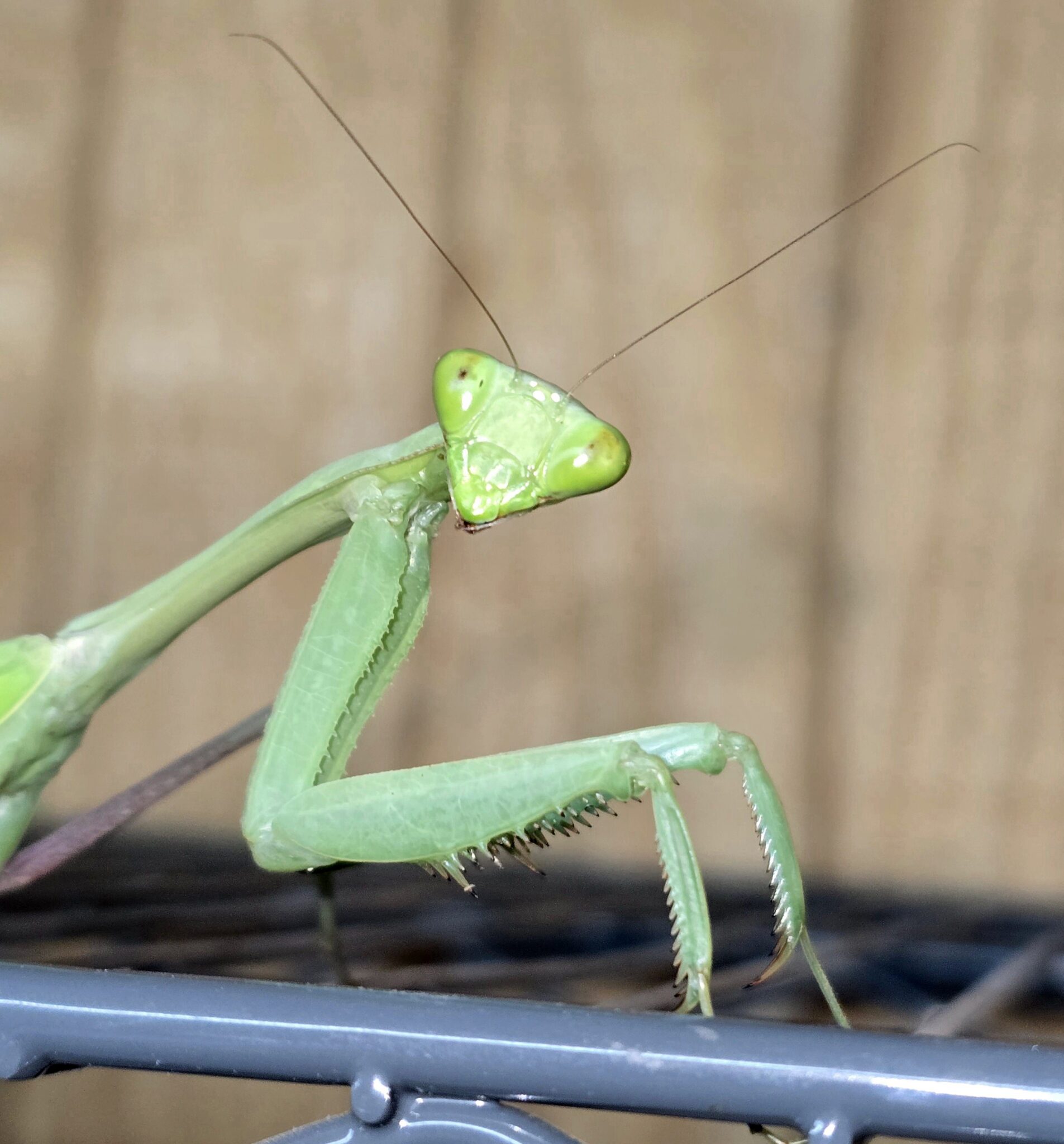 Giant Asian Mantis Hierodula membranacea - Bugs In Cyberspace