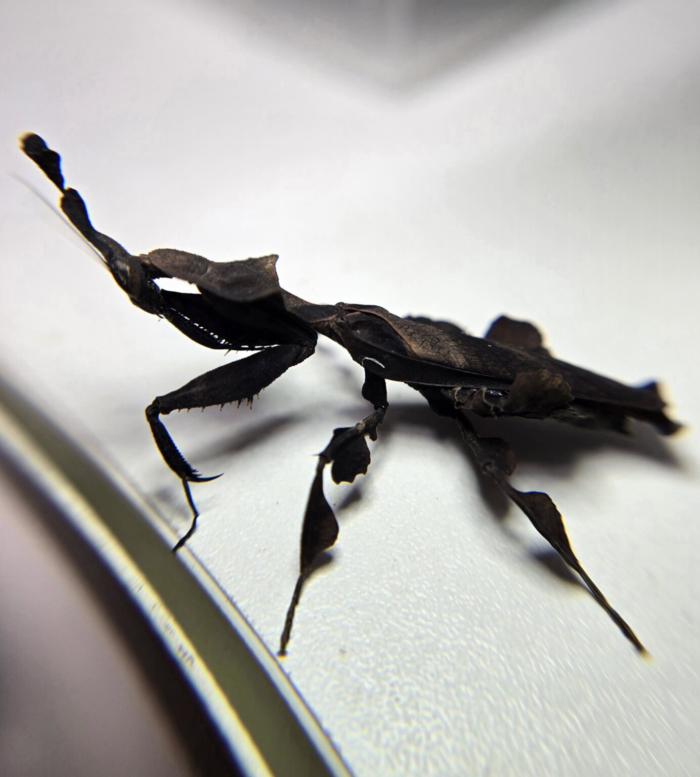 Brown Ghost Mantis Female - Bugs In Cyberspace