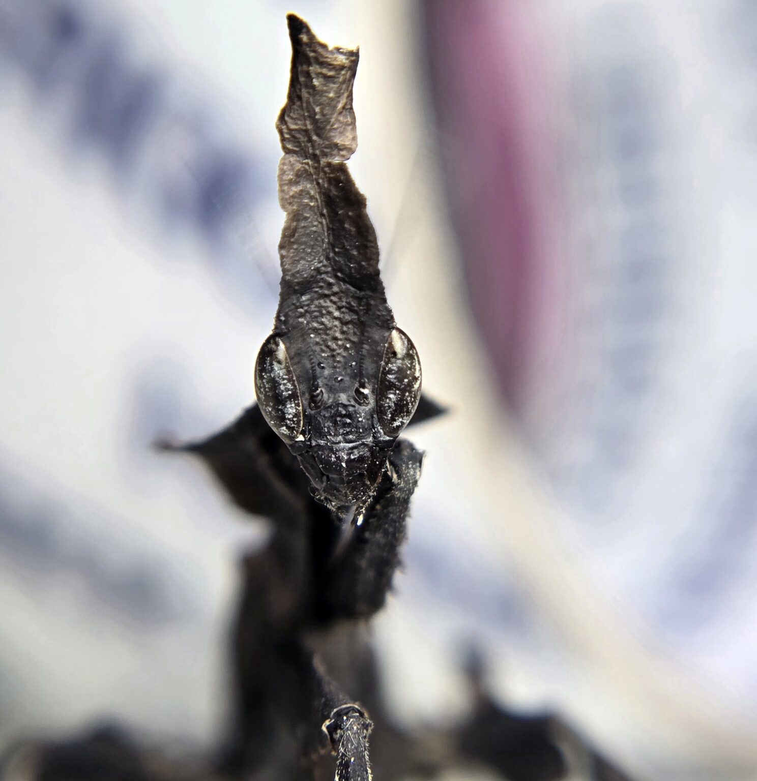 Brown Ghost Mantis Female - Bugs In Cyberspace