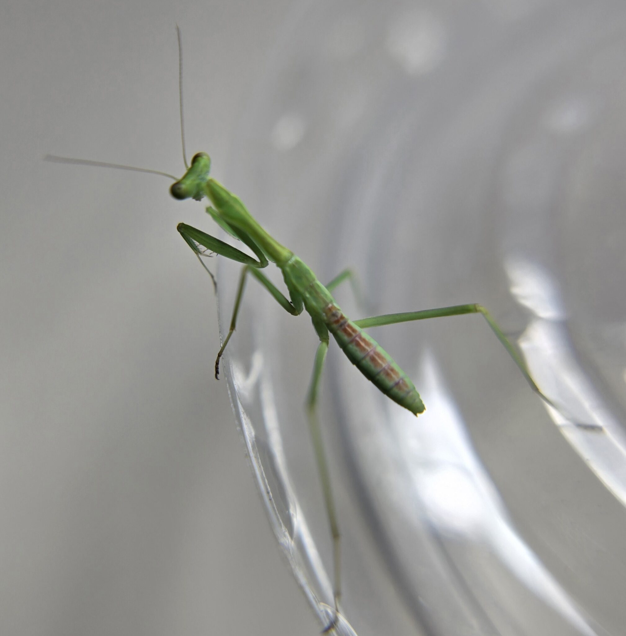 Zebra Mantis - Bugs In Cyberspace