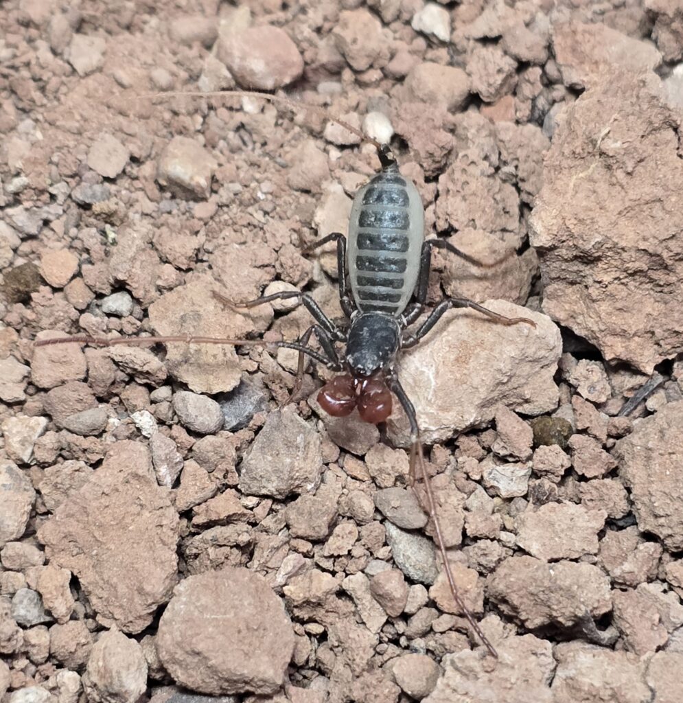 Captive Bred Vinegaroon - Bugs In Cyberspace