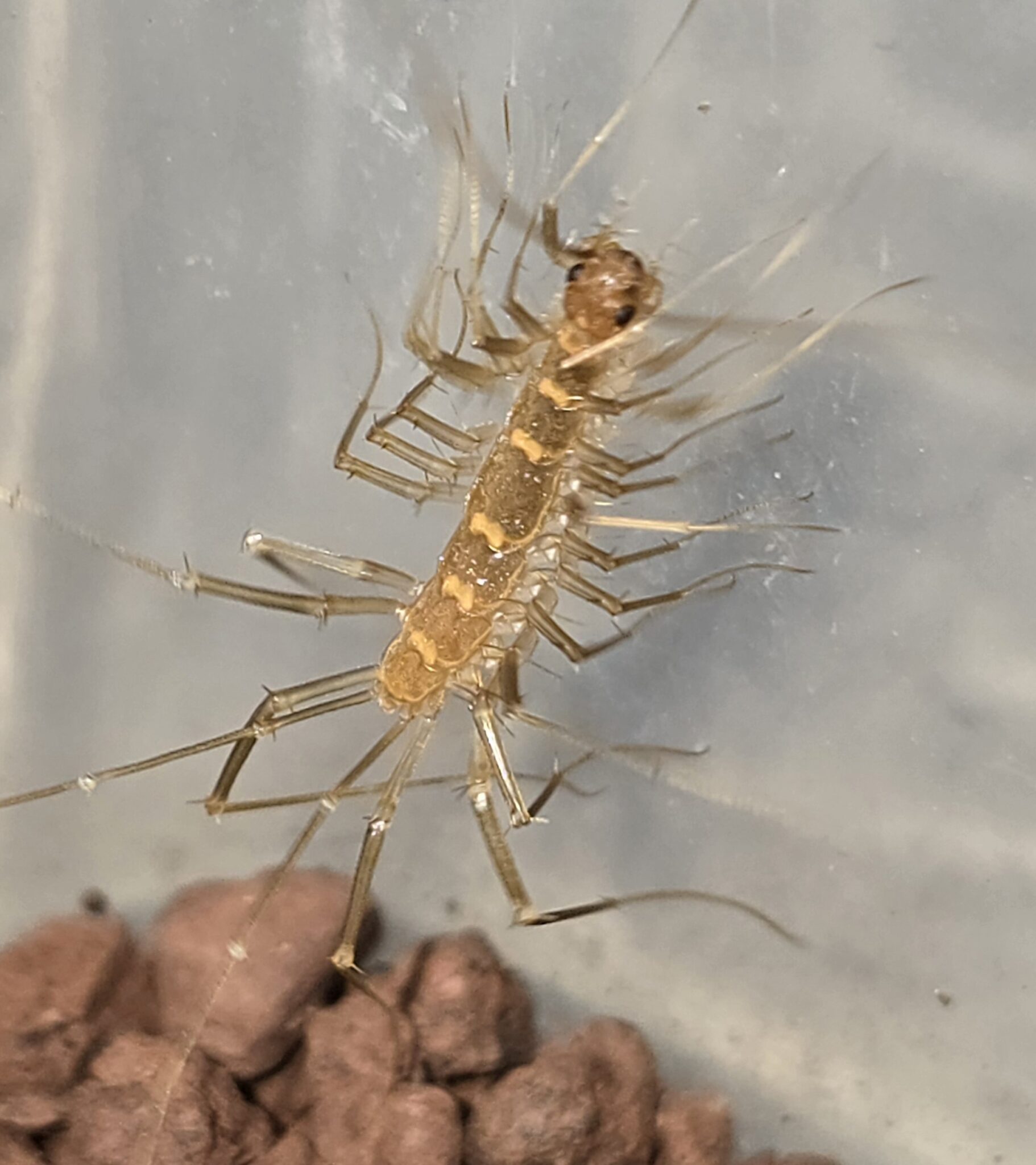 Arizona House Centipede - Bugs In Cyberspace