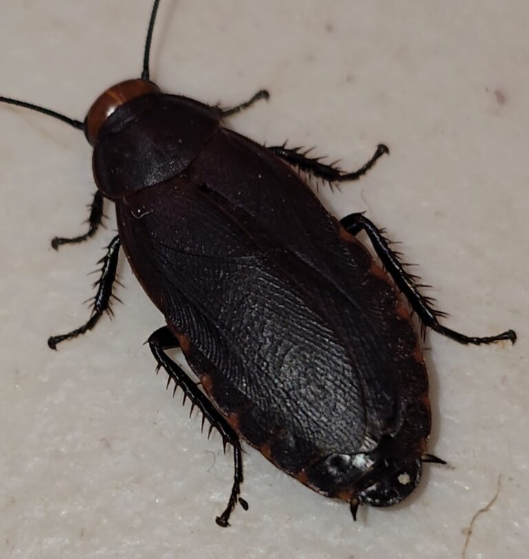 Oxyhaloa deusta Red-head Roach - Bugs In Cyberspace
