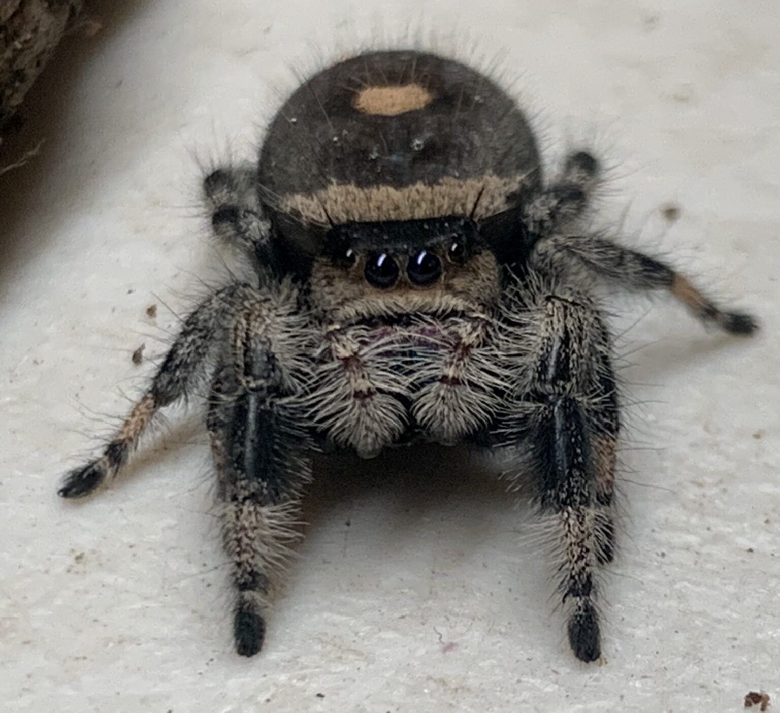 Regal Spiderling Dark Morph CB - Bugs In Cyberspace