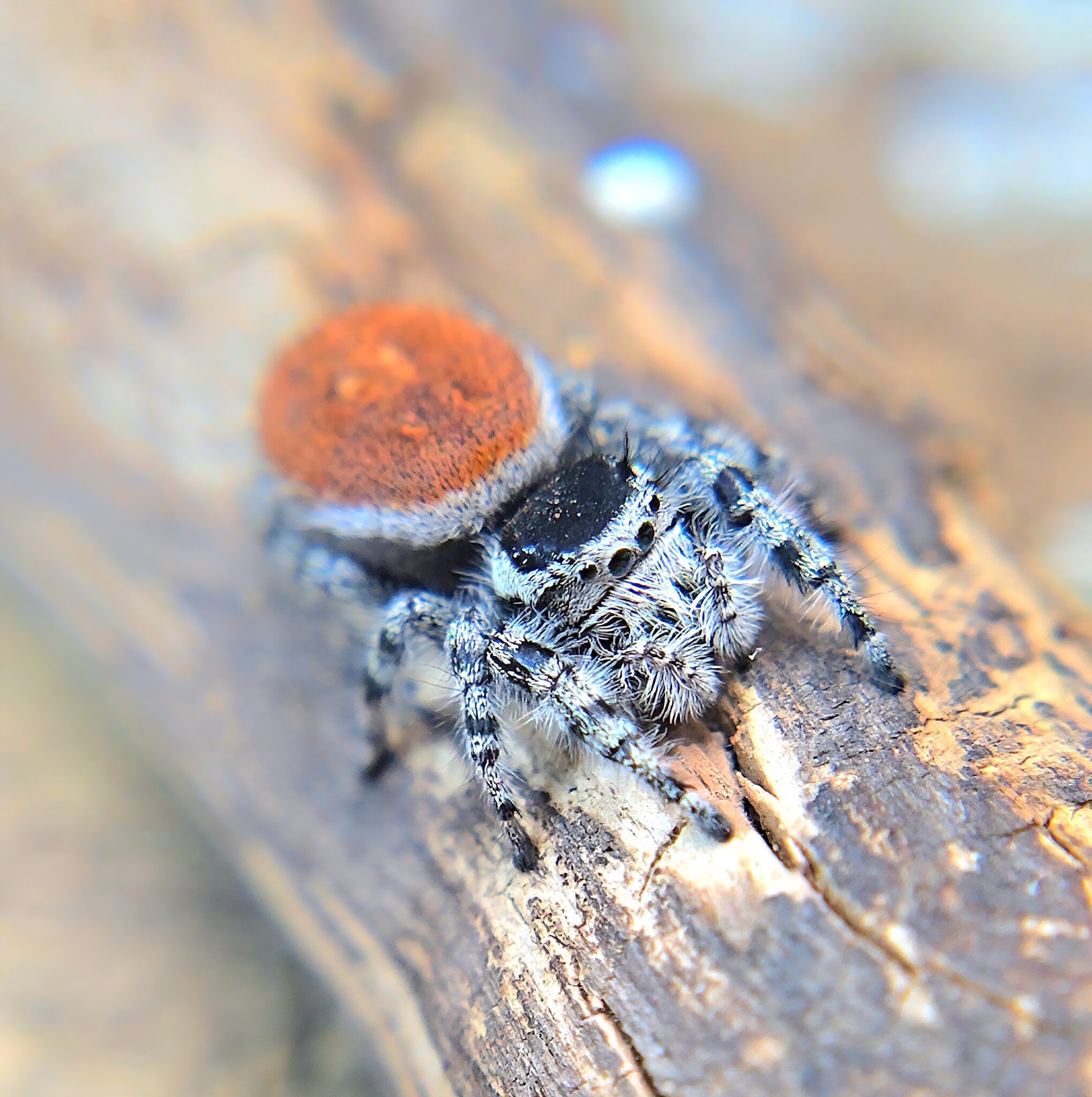 Phidippus tyrrelli Jumping Spider Spiderling - Bugs In Cyberspace