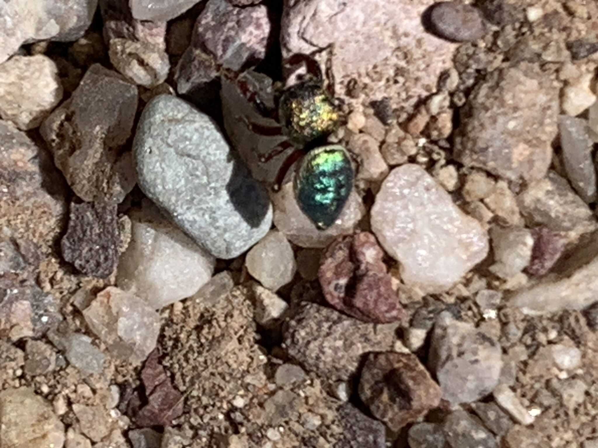 Leaf-beetle Jumping Spider - Bugs In Cyberspace