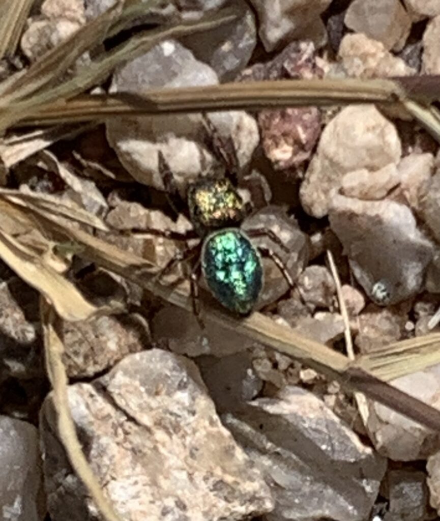 Leaf-beetle Jumping Spider - Bugs In Cyberspace
