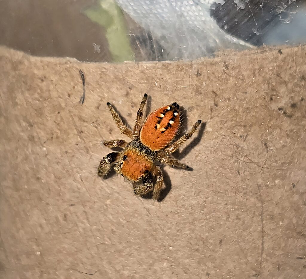 Apache Jumping Spider Captive Bred Juvenile - Bugs In Cyberspace