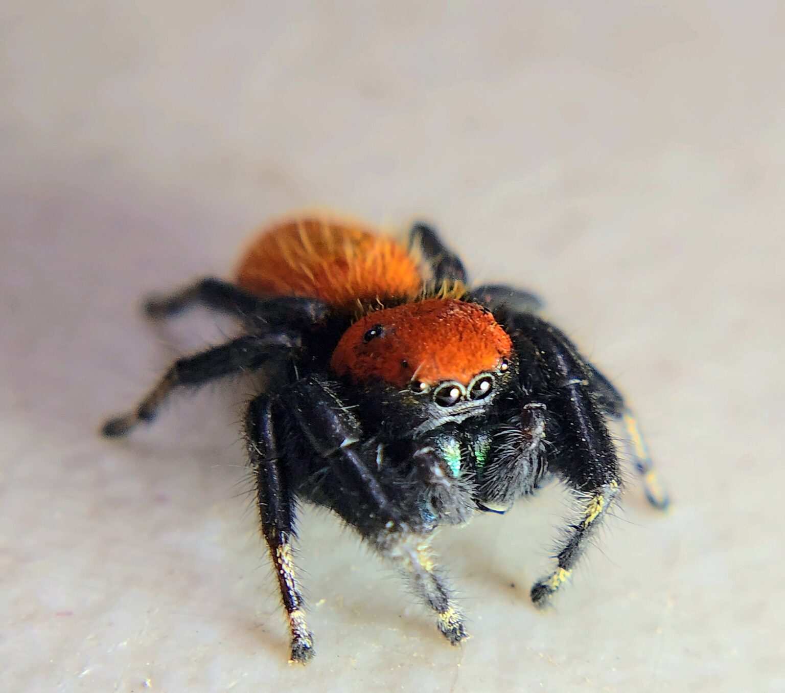 Apache Jumping Spider Captive Bred Juvenile - Bugs In Cyberspace