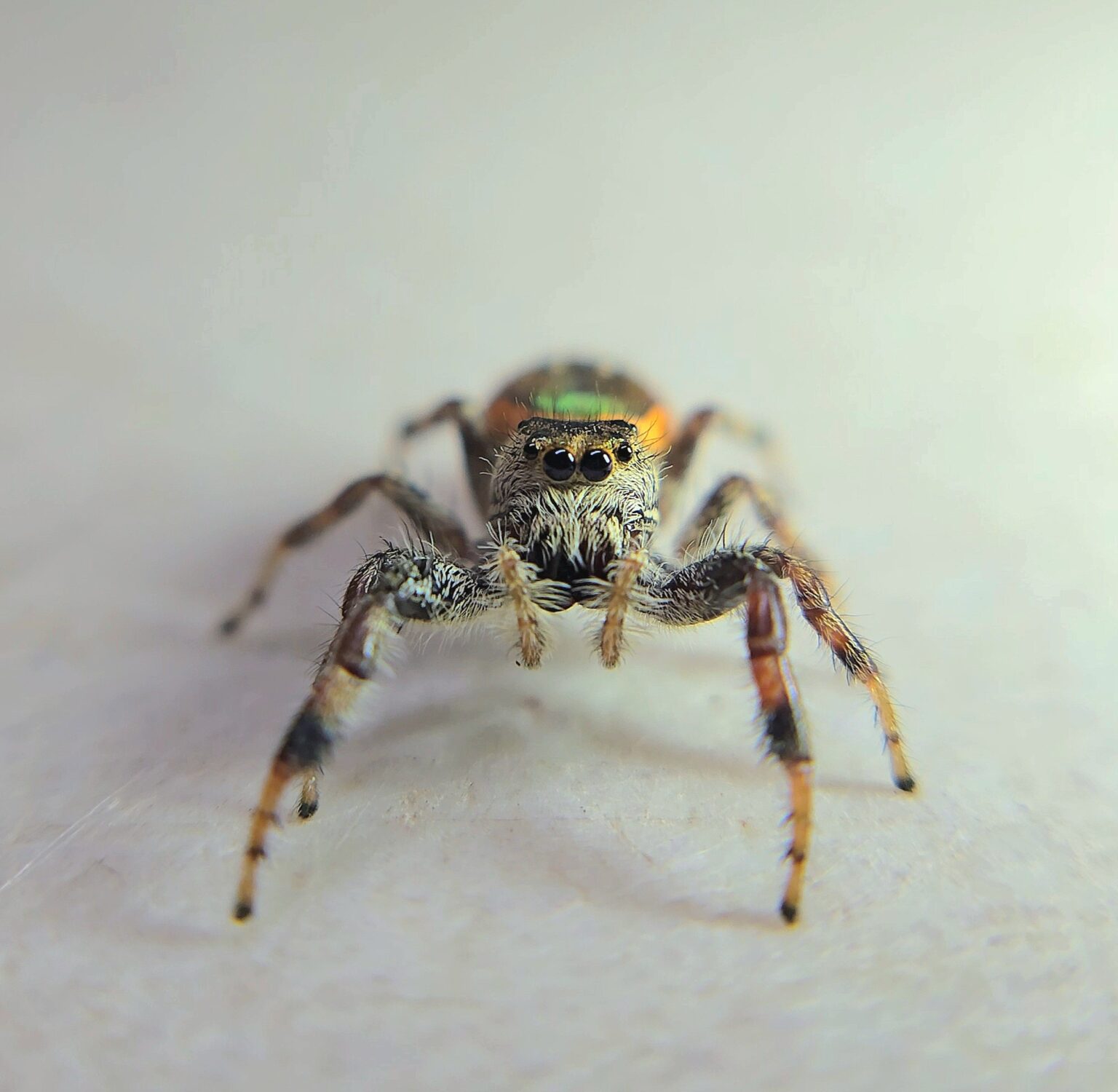 Paraphidippus aurantius Golden Jumping Spider Spiderling - Bugs In ...