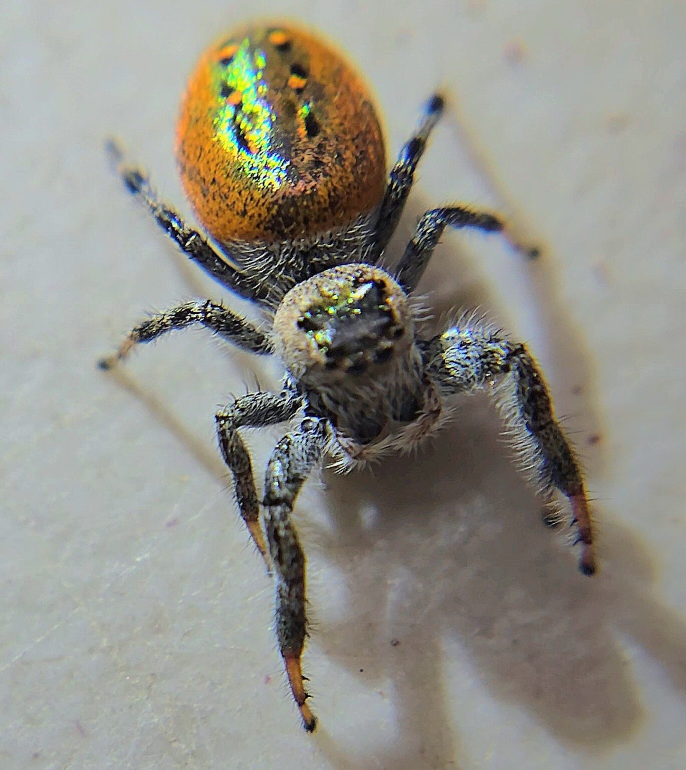 Paraphidippus aurantius Golden Jumping Spider Spiderling - Bugs In ...