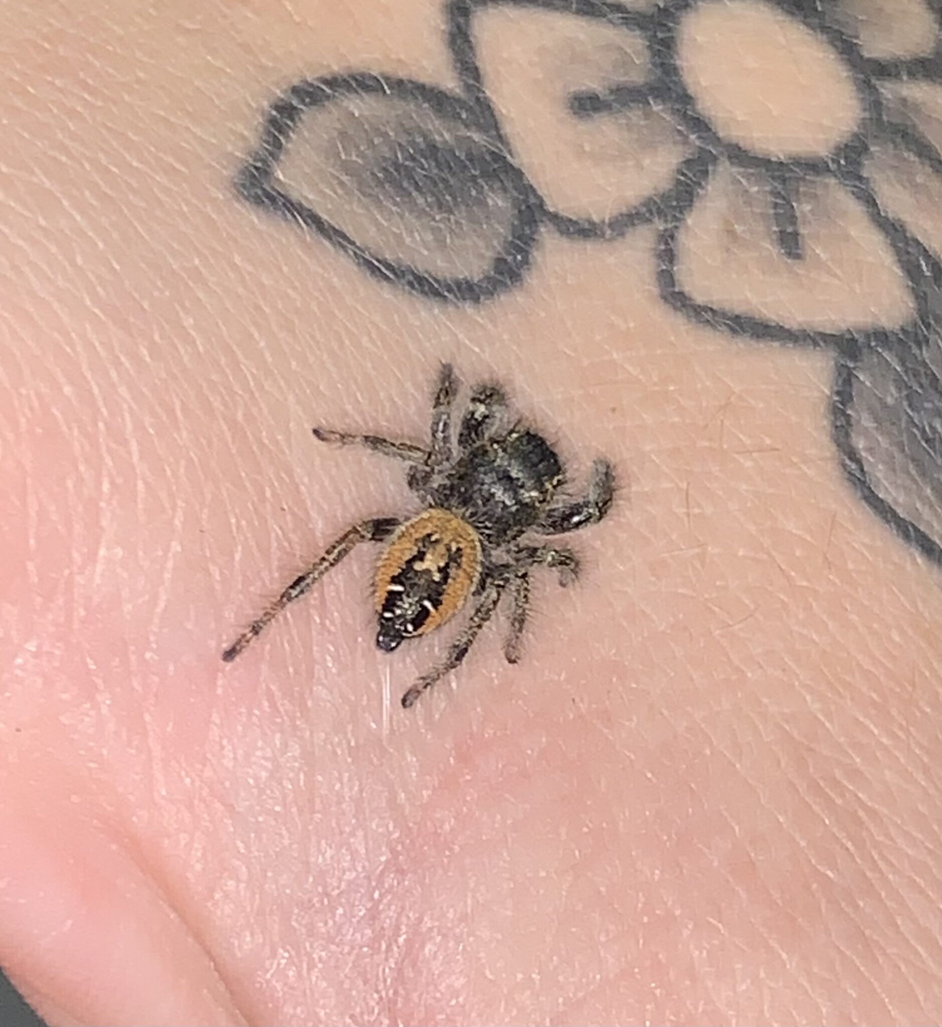 Phidippus borealis CB Spiderling - Bugs In Cyberspace