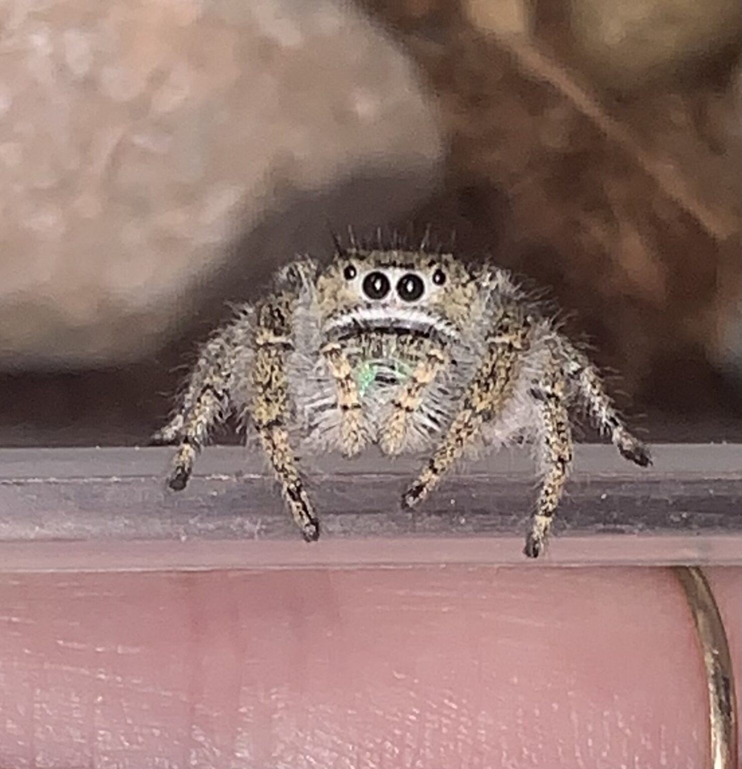 Phidippus texanus CB Spiderling - Bugs In Cyberspace