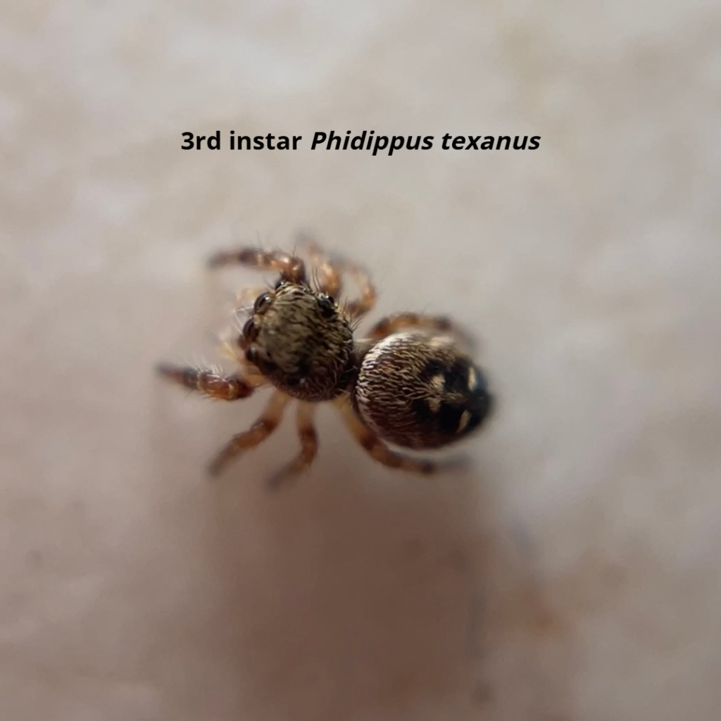 Phidippus texanus CB Spiderling - Bugs In Cyberspace