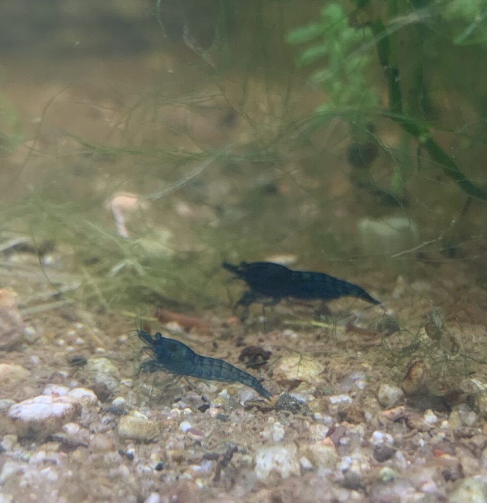 Blue Dream Shrimp 5 Pack - Bugs In Cyberspace
