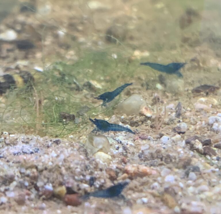 Blue Dream Shrimp 5 Pack - Bugs In Cyberspace