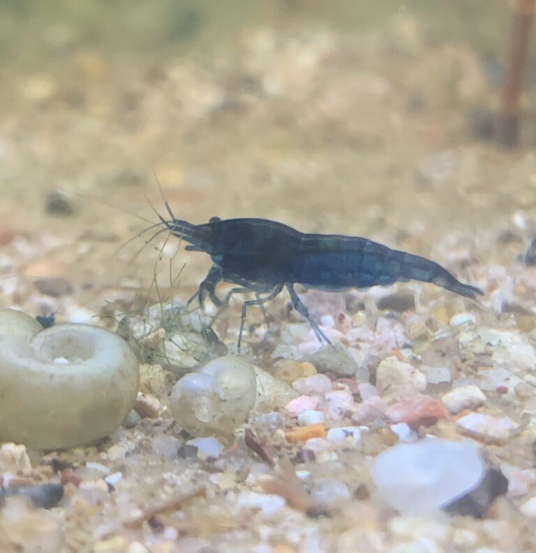 Blue Dream Shrimp 5 Pack - Bugs In Cyberspace