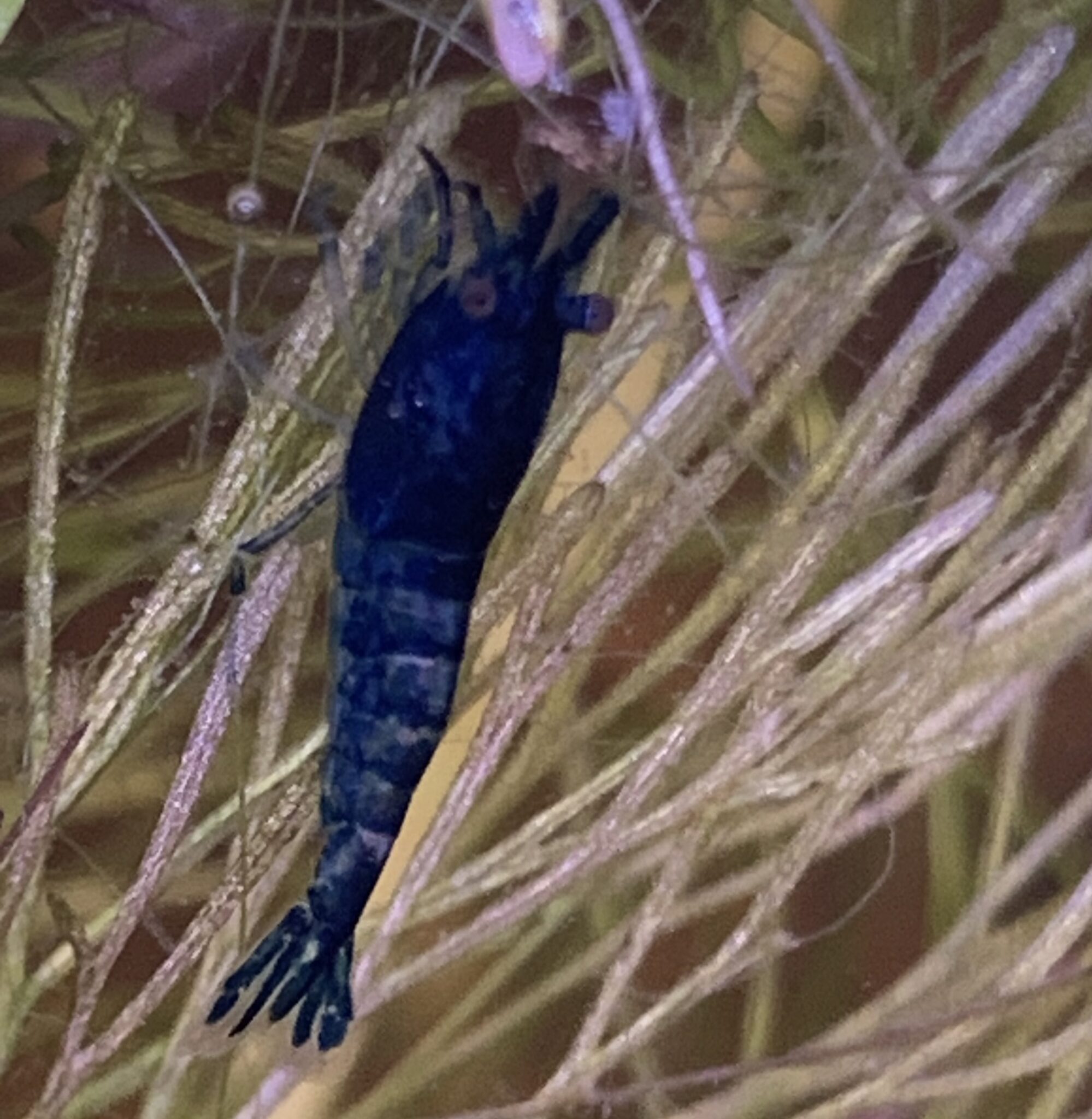 Blue Dream Shrimp 5 Pack - Bugs In Cyberspace