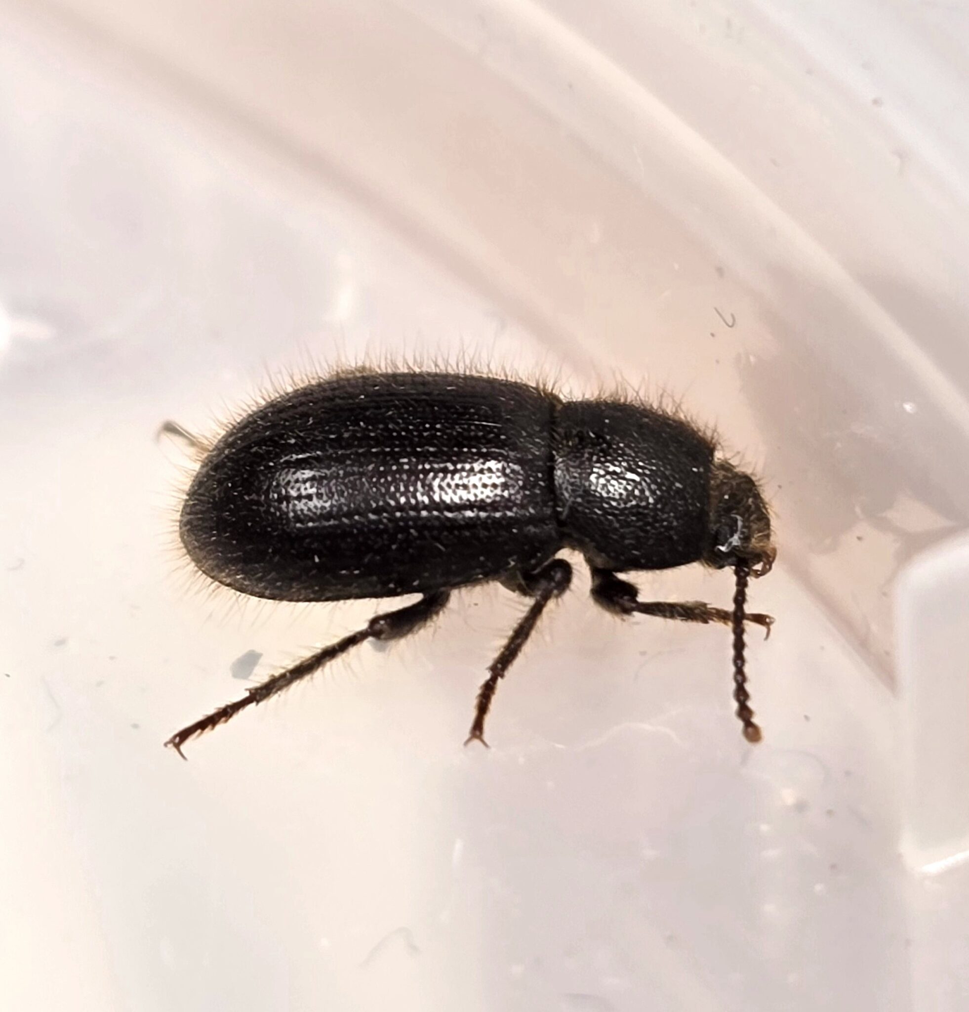 Micro Wooly Darkling Beetle Captive Bred - Bugs In Cyberspace