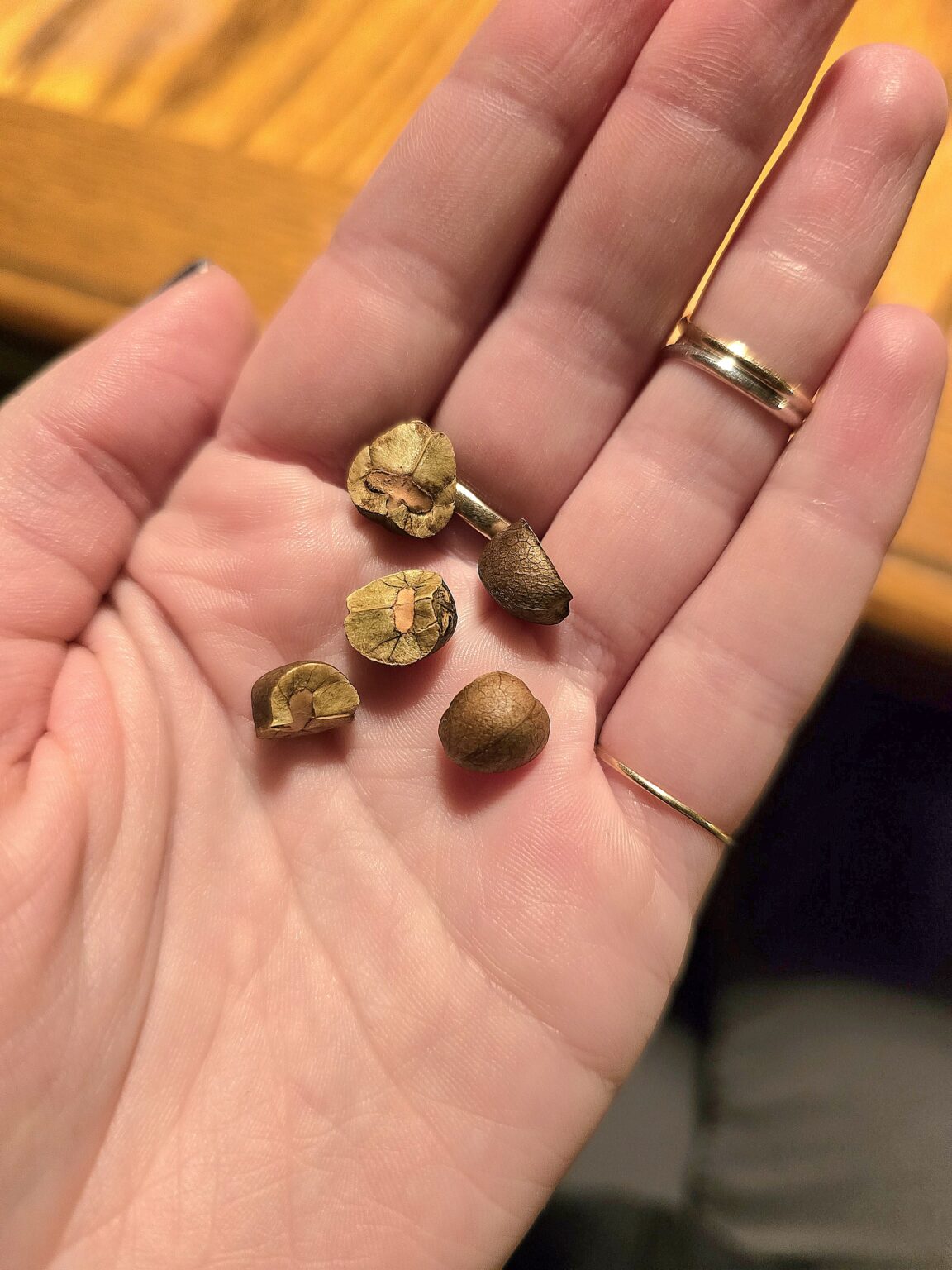 Mexican Jumping Beans - Bugs In Cyberspace