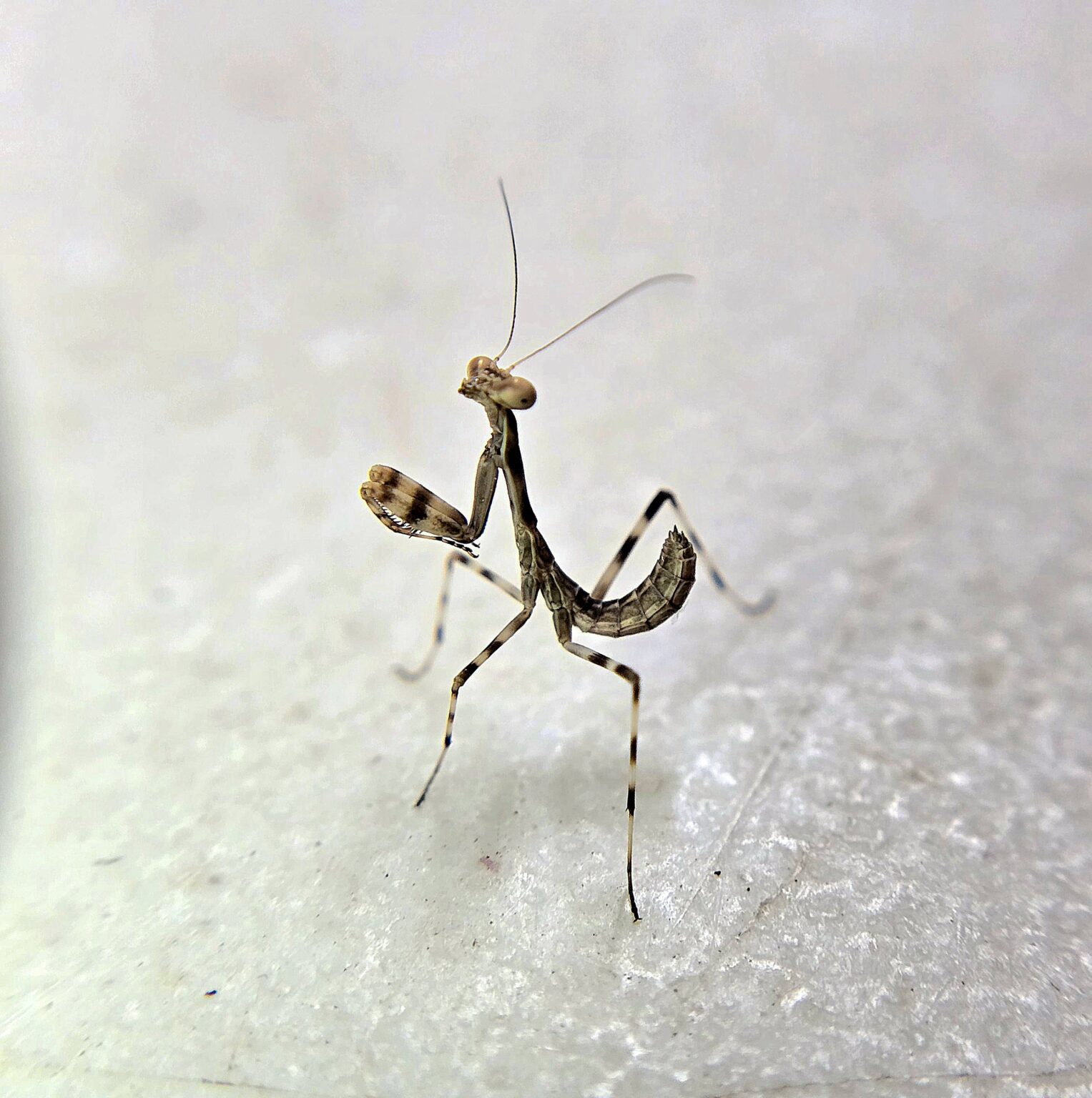 Double Shield Mantis - Bugs In Cyberspace