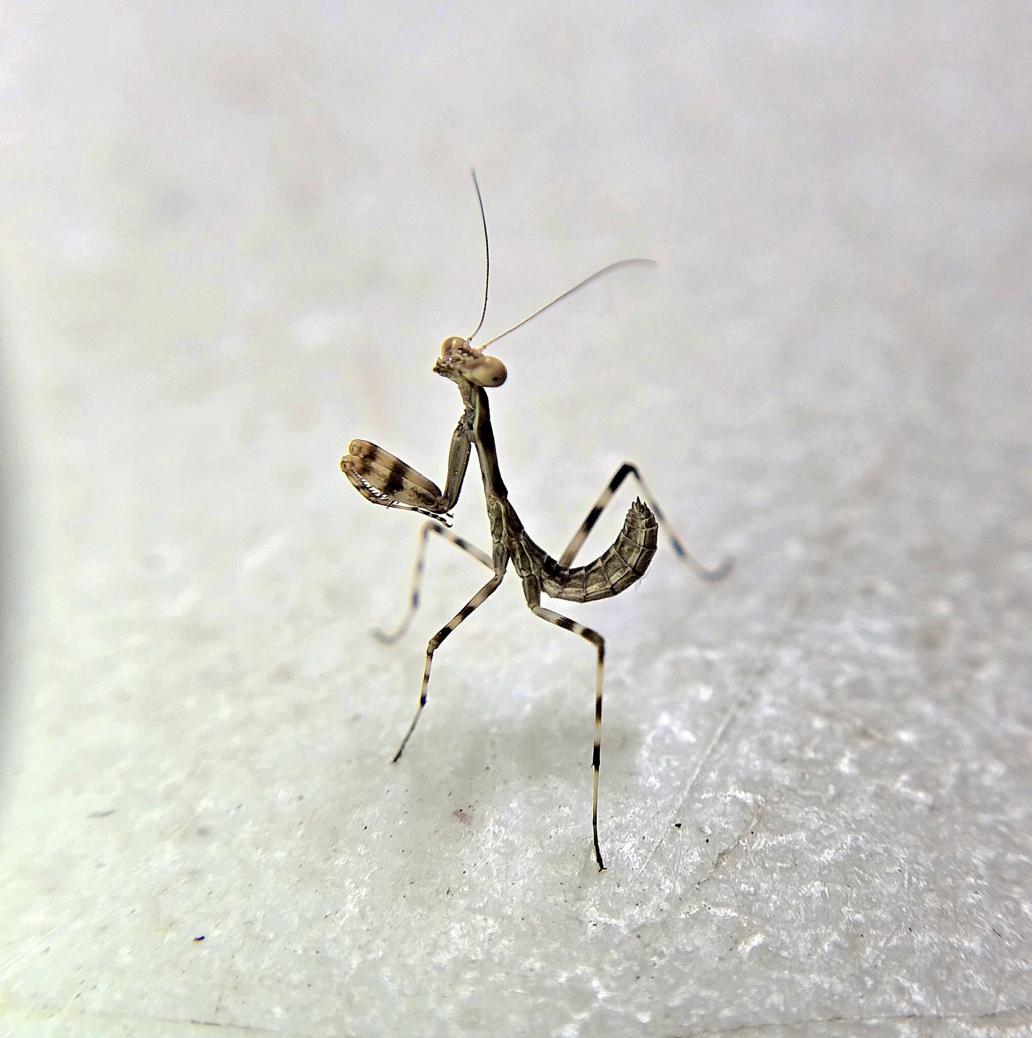 Double Shield Mantis Bugs In Cyberspace