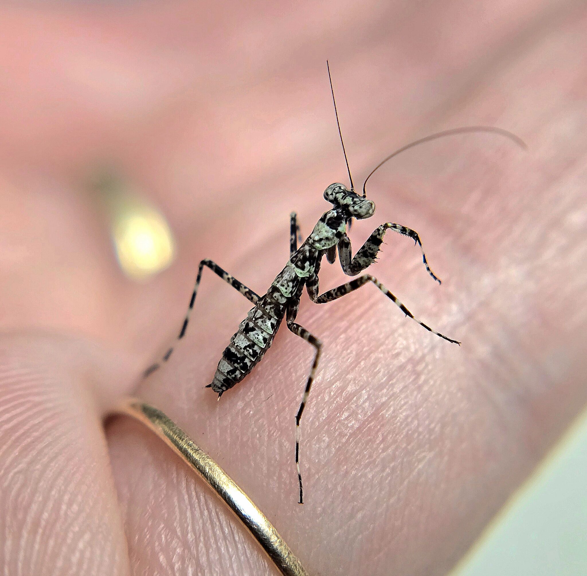 Theopompa servillei Asian Bark Mantis - Bugs In Cyberspace