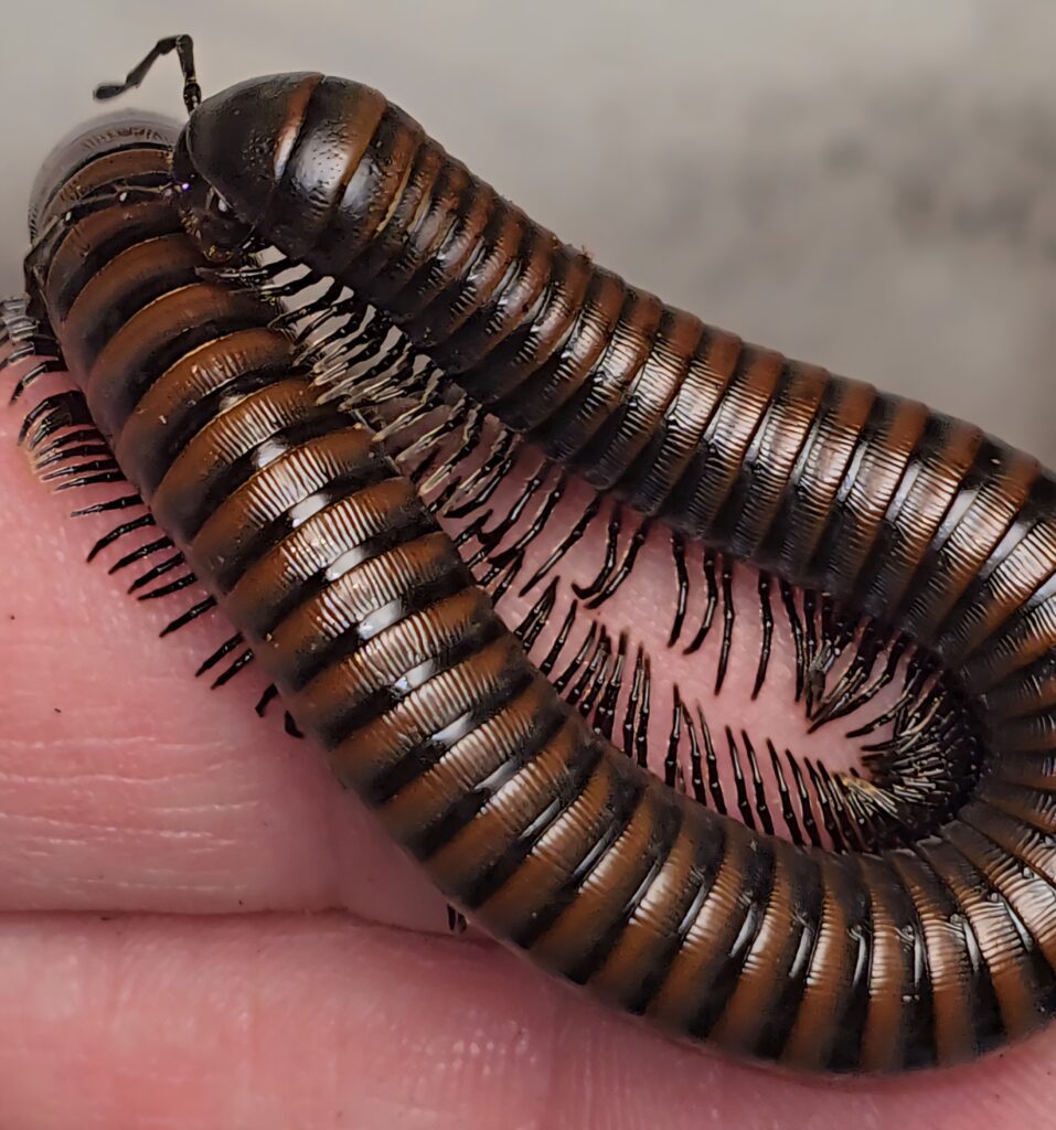 Paeromopus angusticeps Kingsnake Millipede - Bugs In Cyberspace