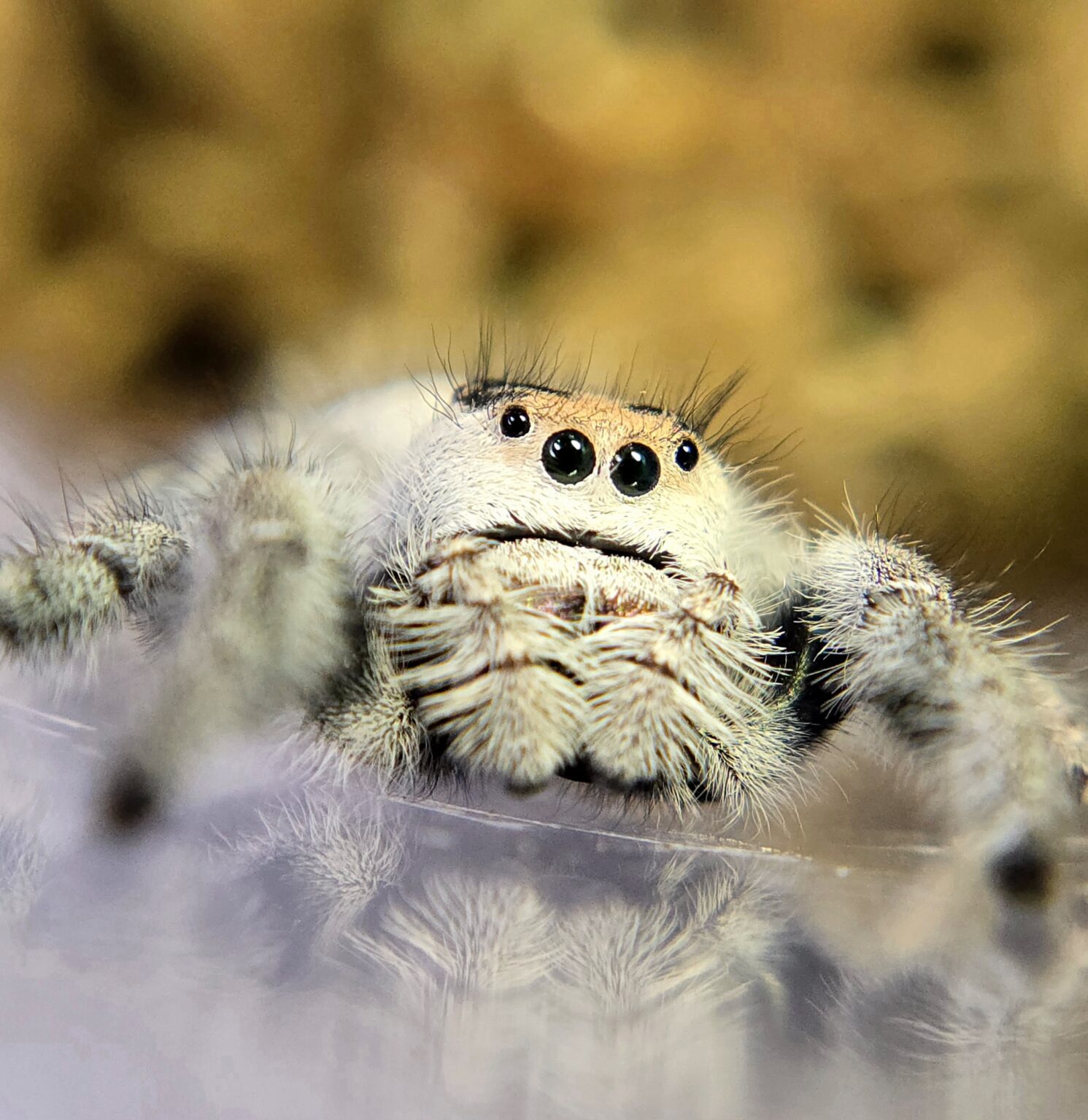 Regal Jumping Spider Spiderling Snowflake - Bugs In Cyberspace