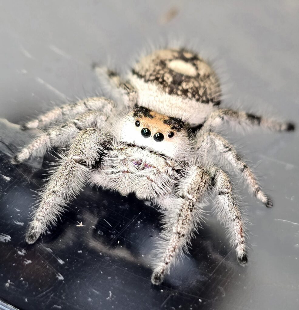 Regal Jumping Spider Spiderling Snowflake - Bugs In Cyberspace