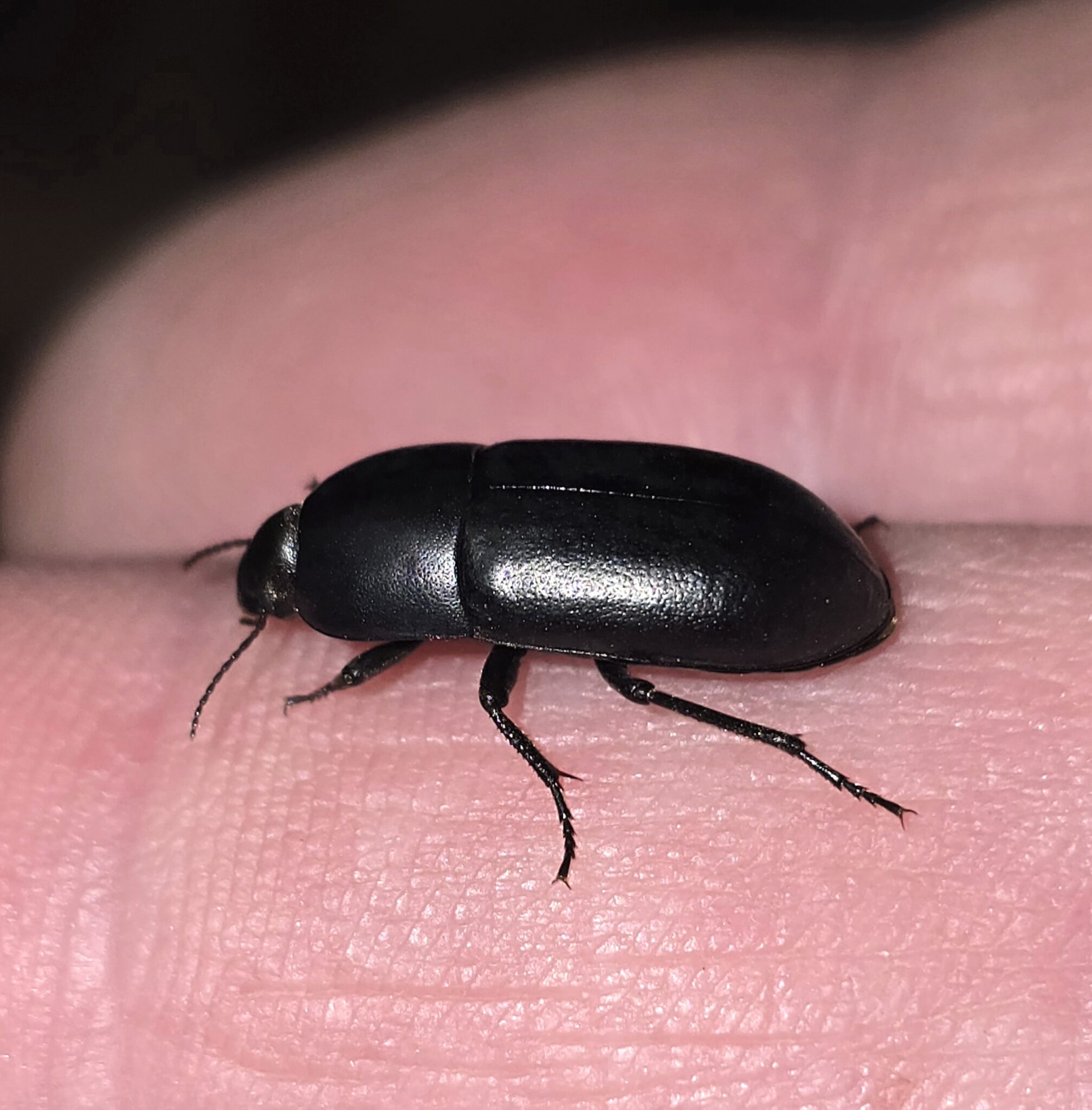 Bullet Teneb - Bugs In Cyberspace