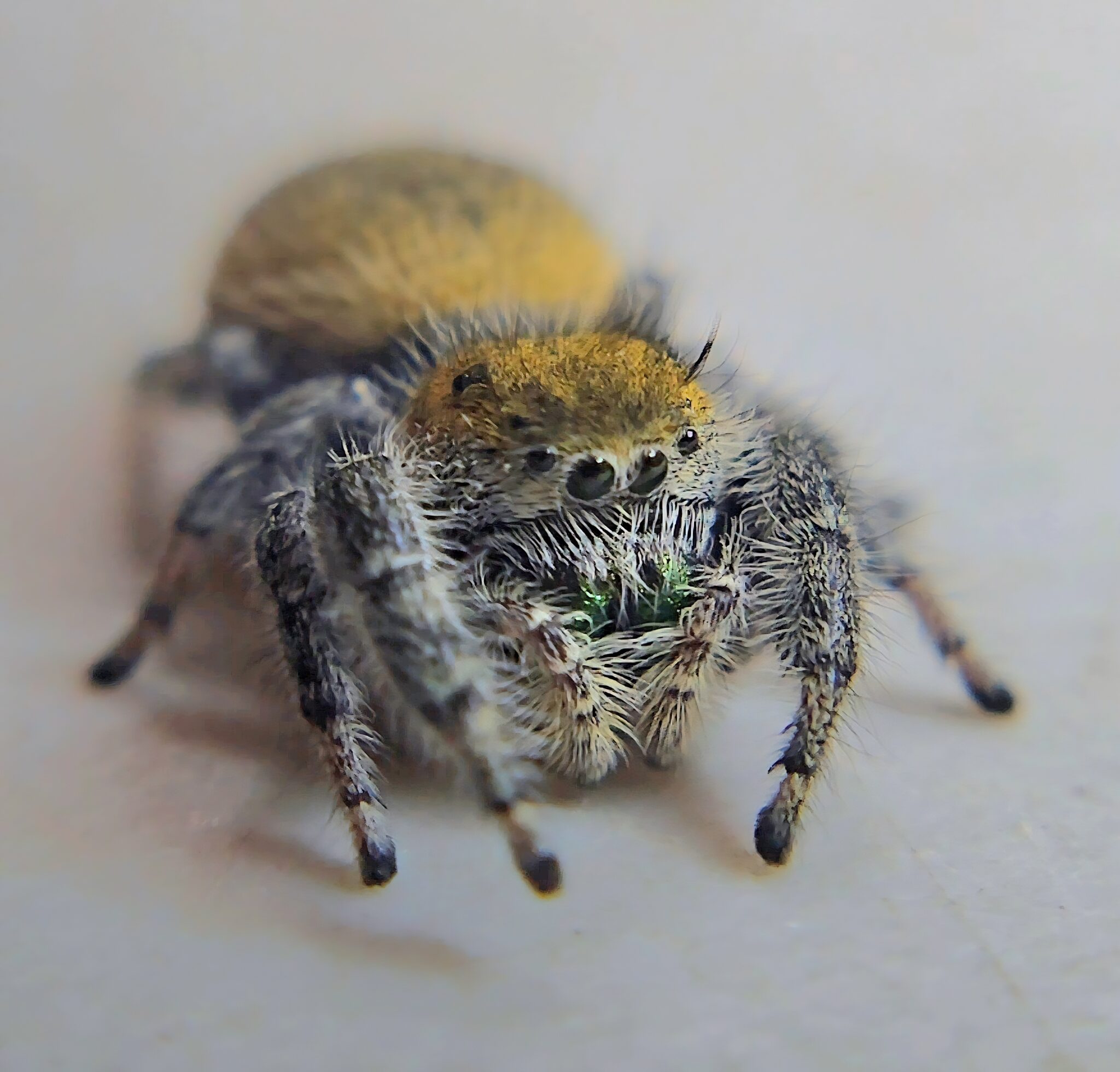 Apache Jumping Spiderling Pale Orange Gray - Bugs In Cyberspace