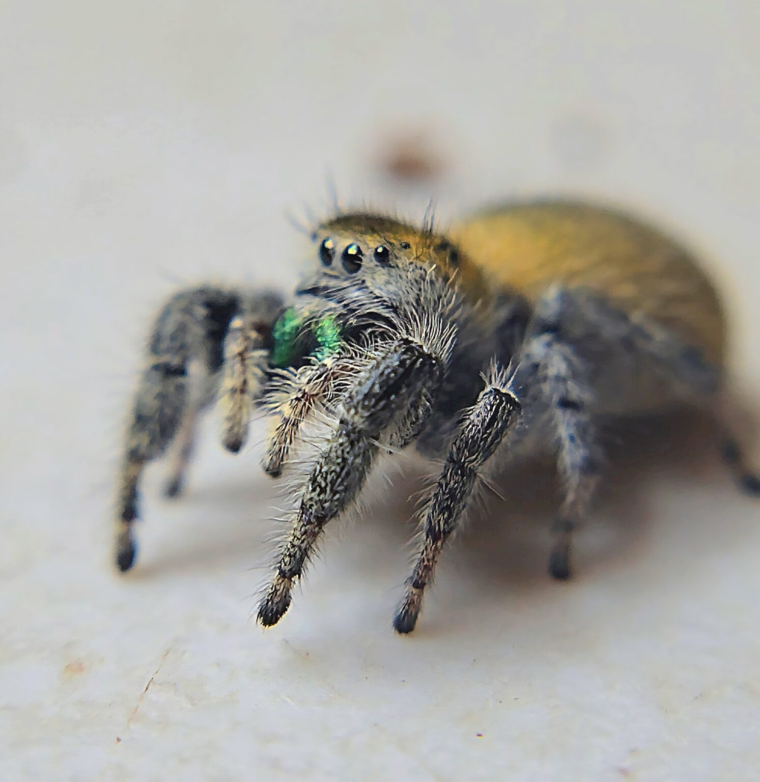 Apache Jumping Spiderling Pale Orange Gray - Bugs In Cyberspace