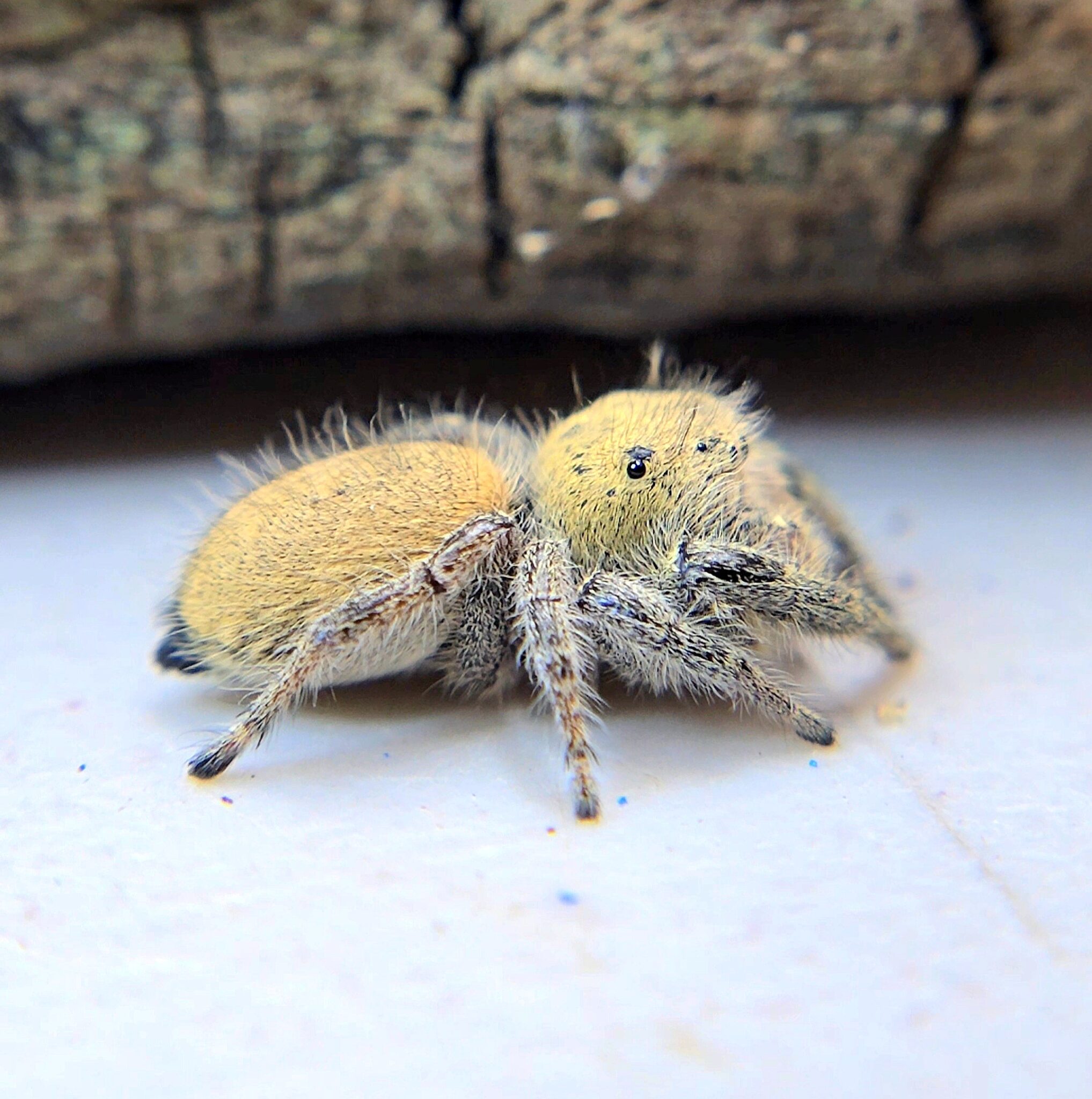 Apache Jumping Spiderling Teal Chelicerae - Bugs In Cyberspace