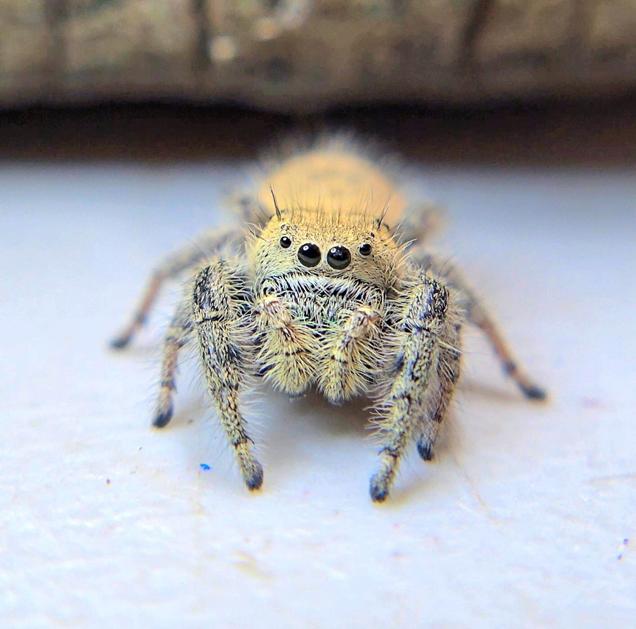 Apache Jumping Spiderling Teal Chelicerae - Bugs In Cyberspace