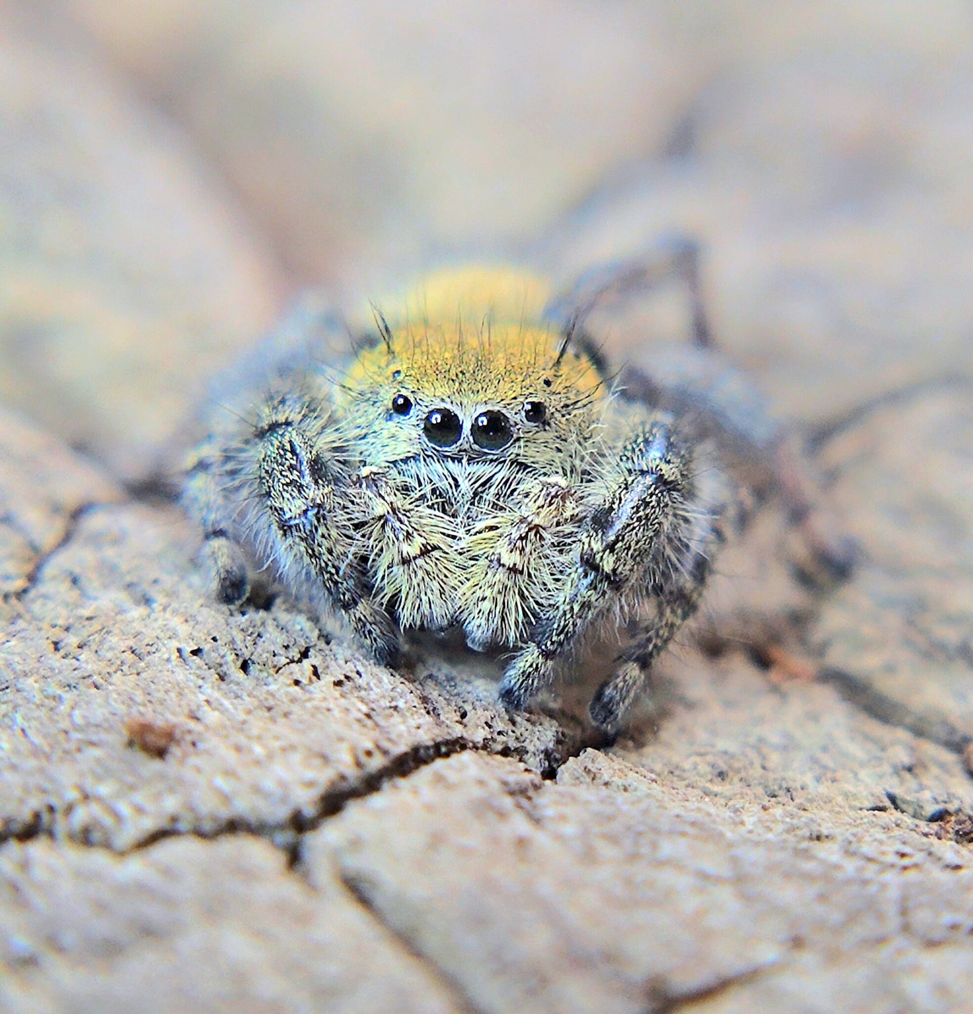 Apache Jumping Spiderling Green Peekaboo - Bugs In Cyberspace