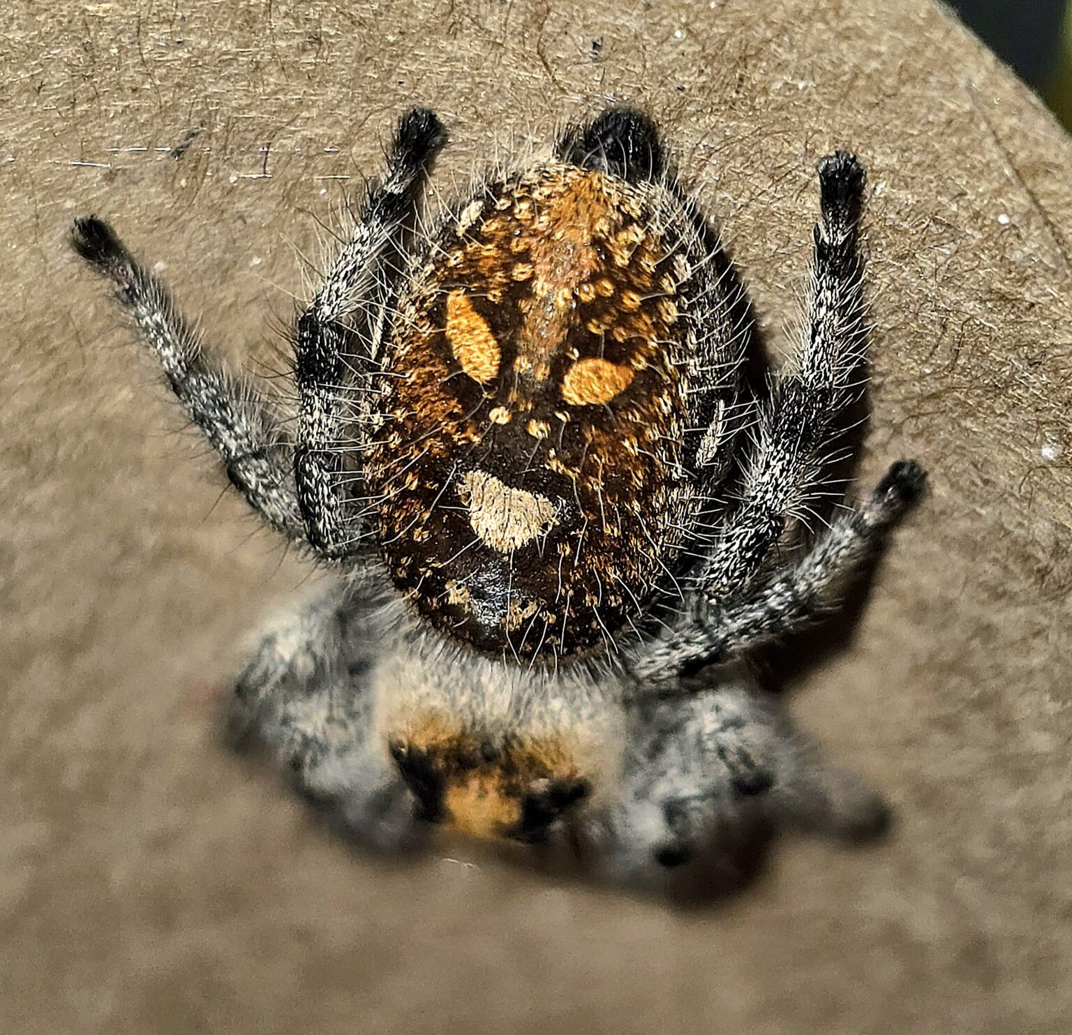 Regal Spiderling Tiger CB - Bugs In Cyberspace