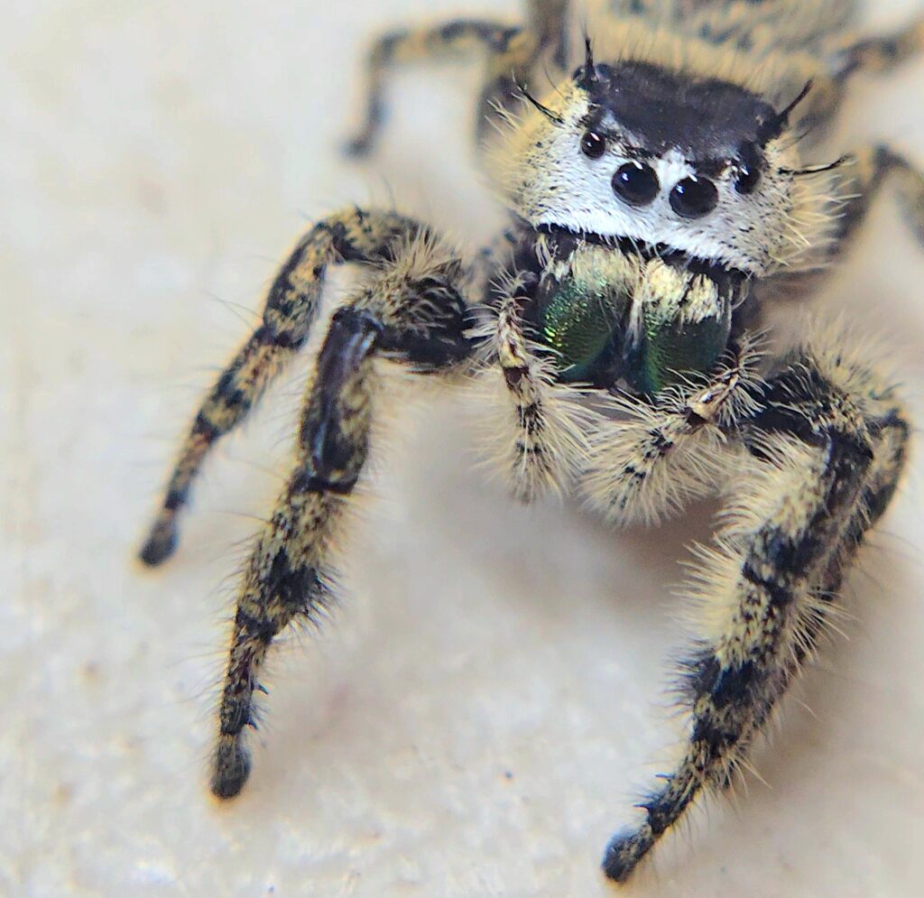 Phidippus otiosus CB Spiderling - Bugs In Cyberspace