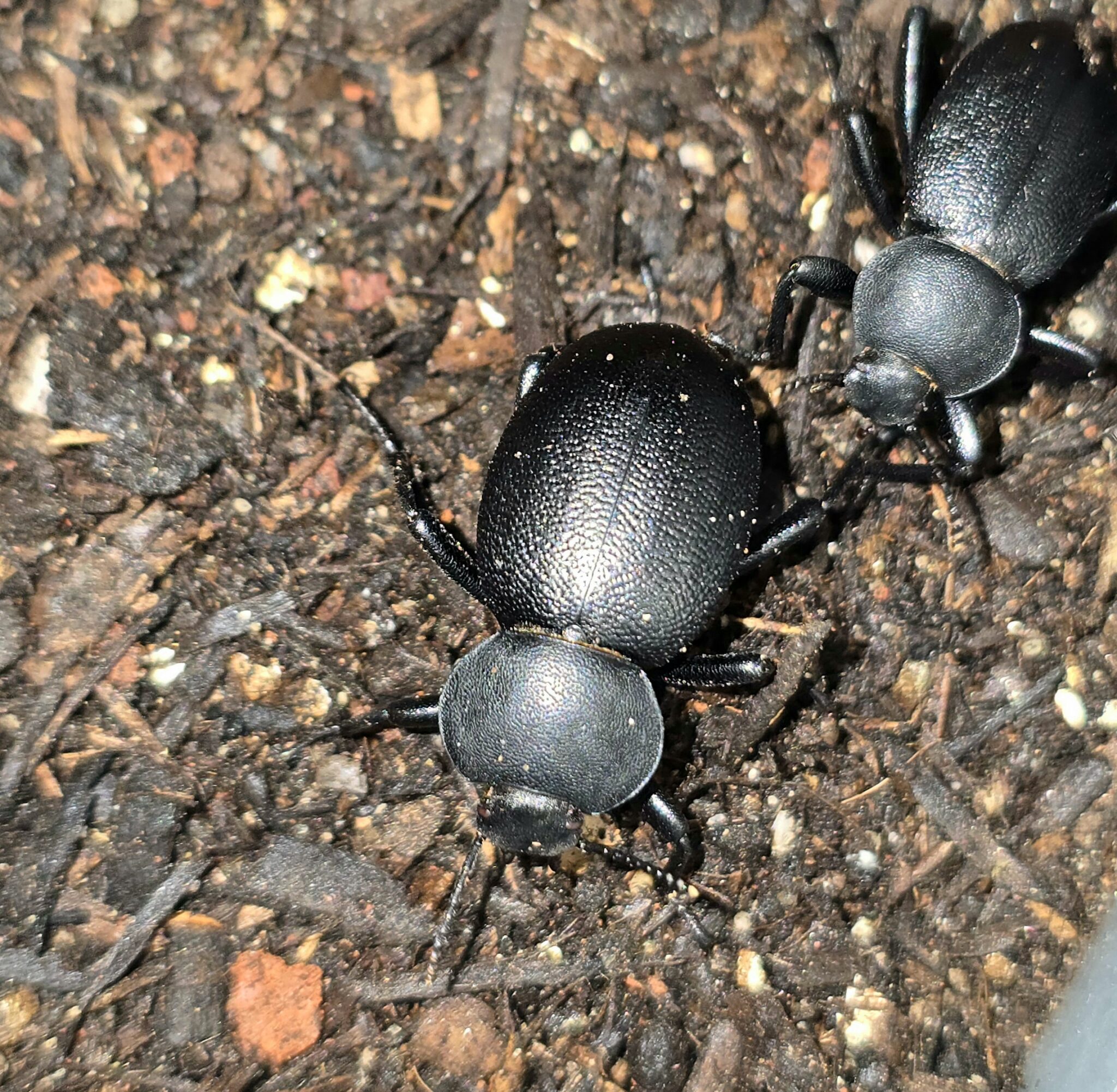 Disco Beetles - Bugs In Cyberspace