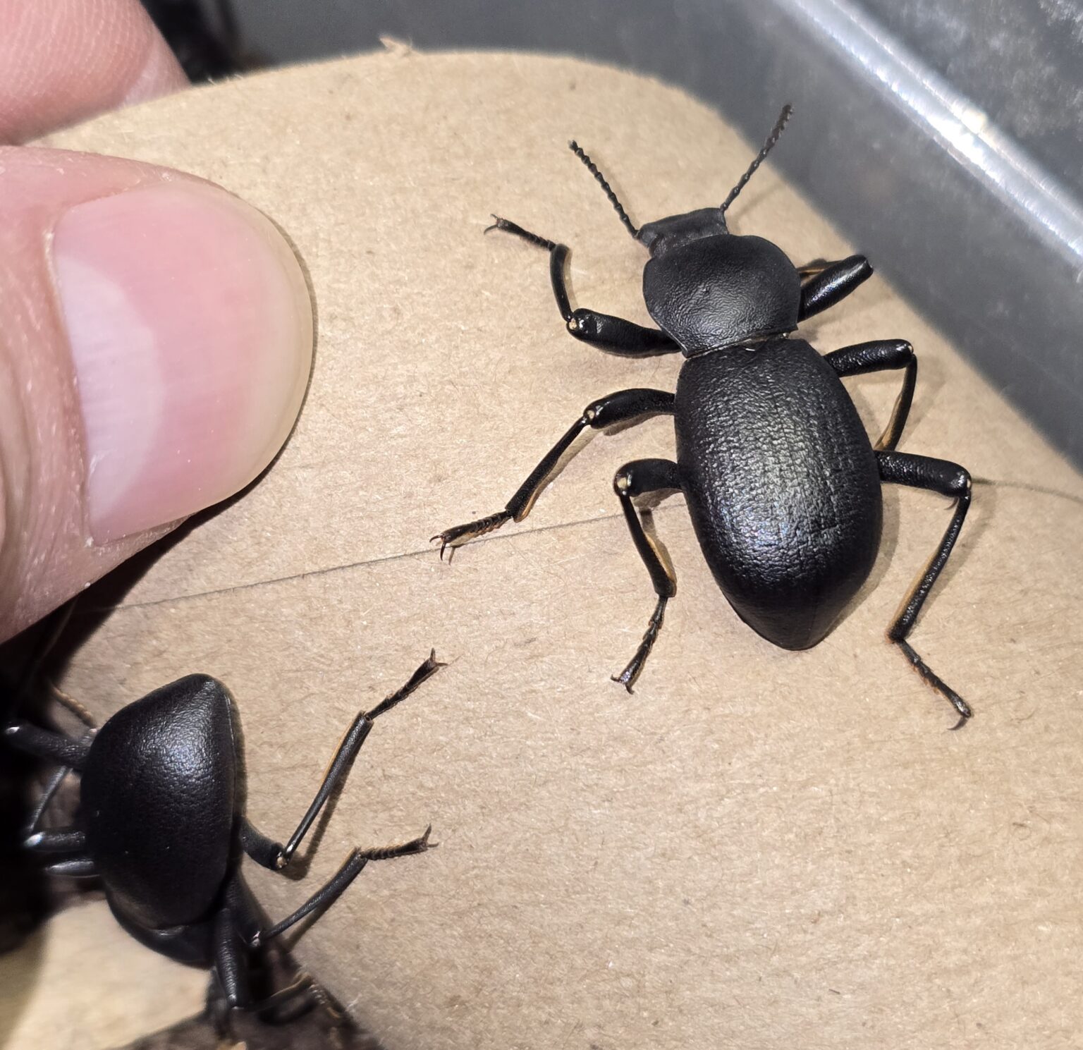 Coelocnemis dilaticollis Monkey Teneb - Bugs In Cyberspace