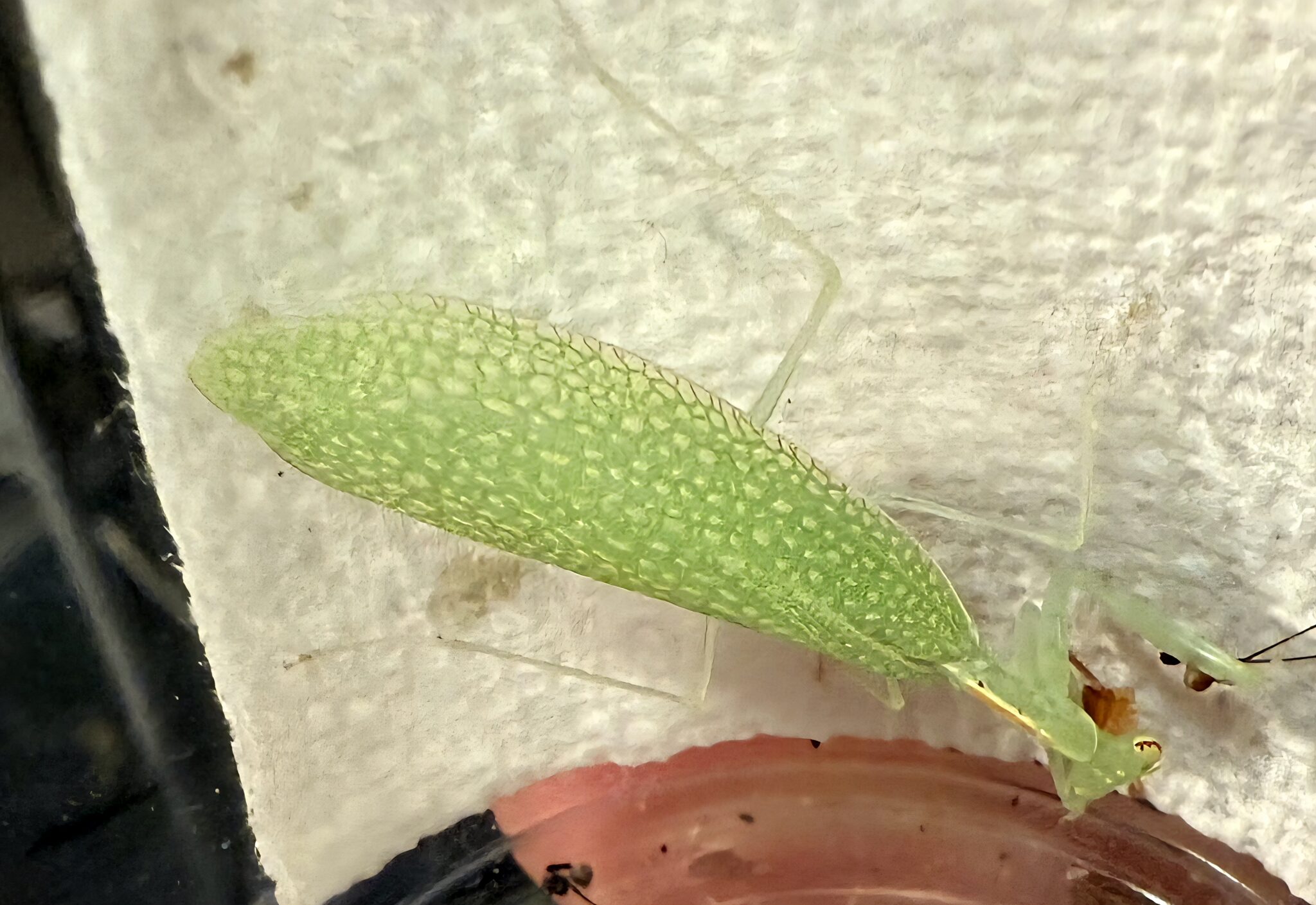 Lacewing Mantis Eomantis yunnanensis - Bugs In Cyberspace