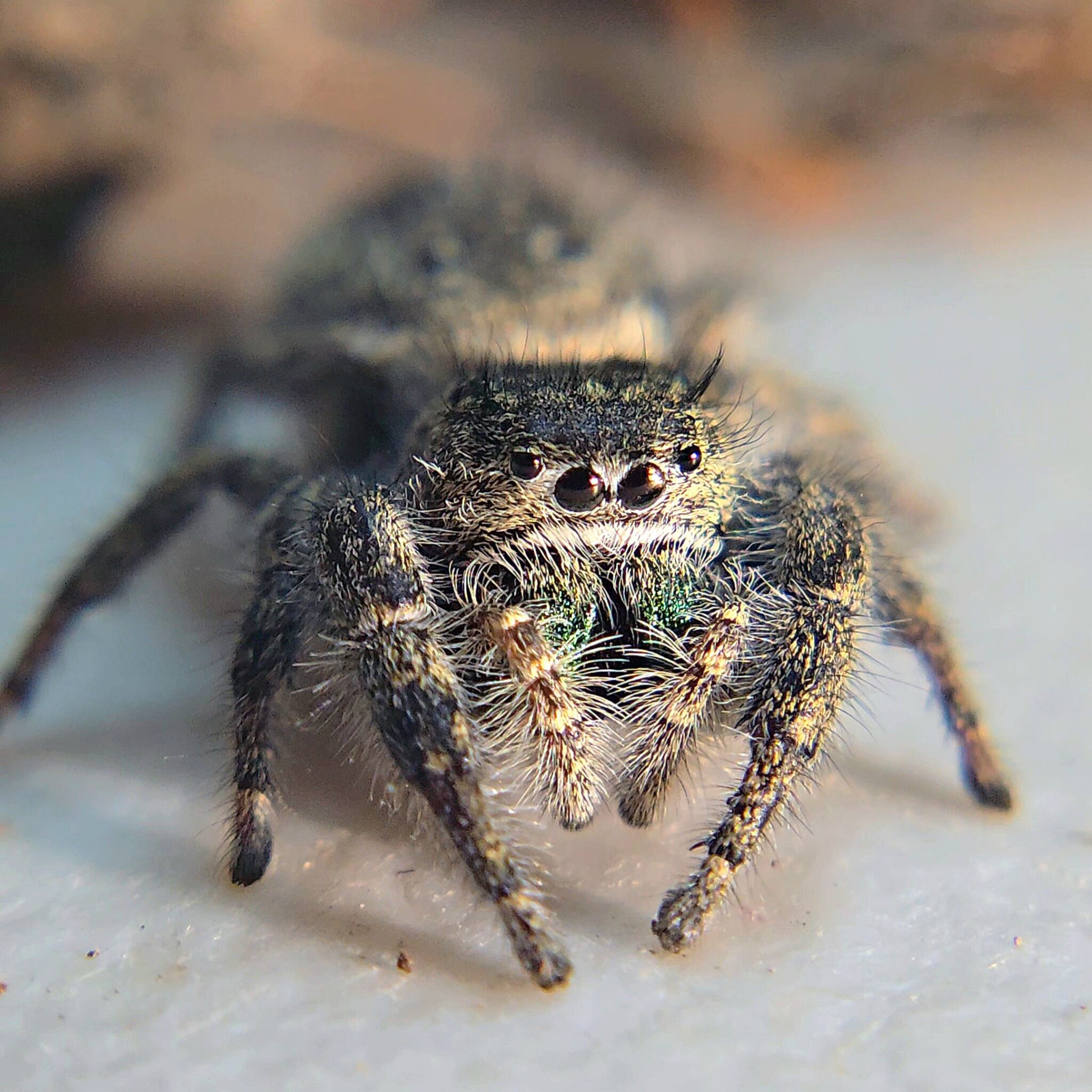 Phidippus purpuratus CB Spiderling - Bugs In Cyberspace
