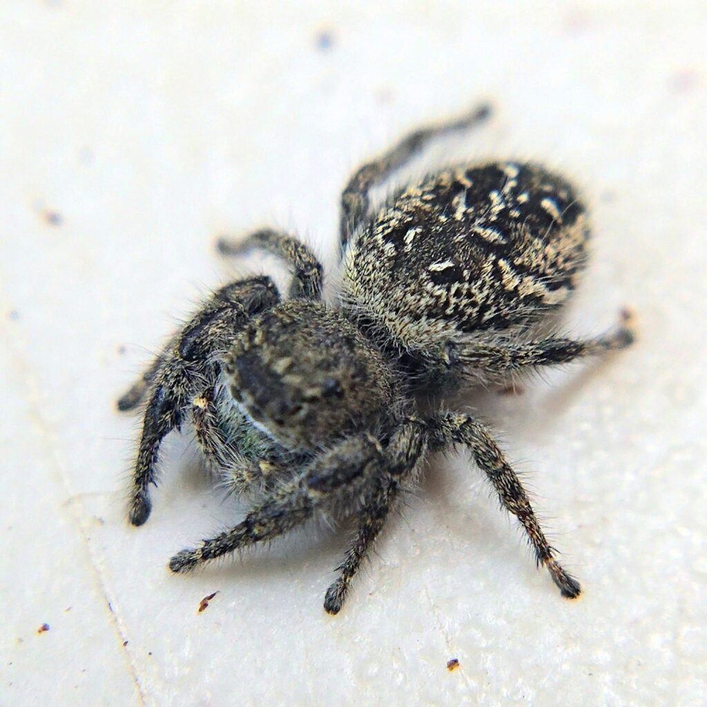 Phidippus purpuratus CB Spiderling - Bugs In Cyberspace