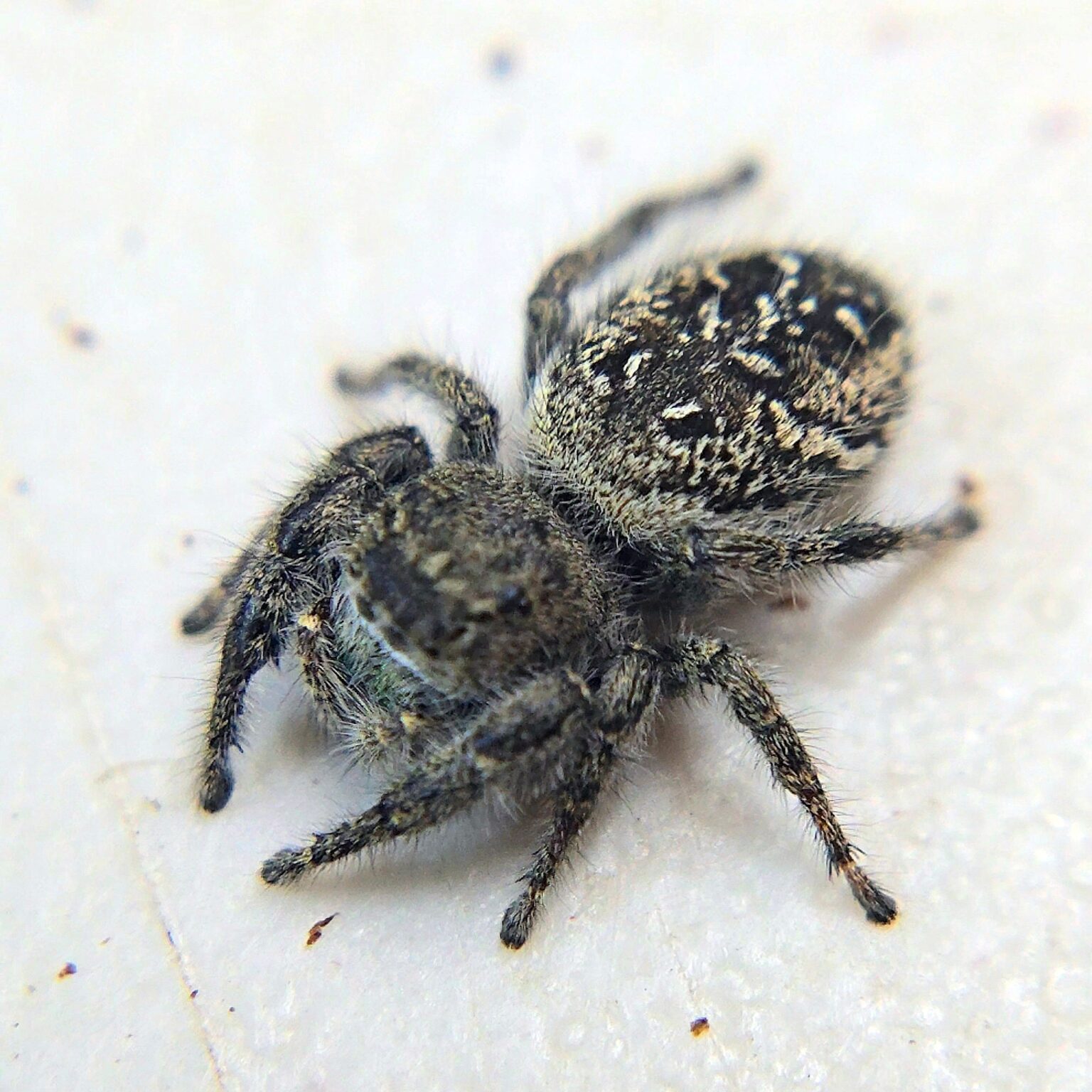Phidippus purpuratus CB Spiderling - Bugs In Cyberspace