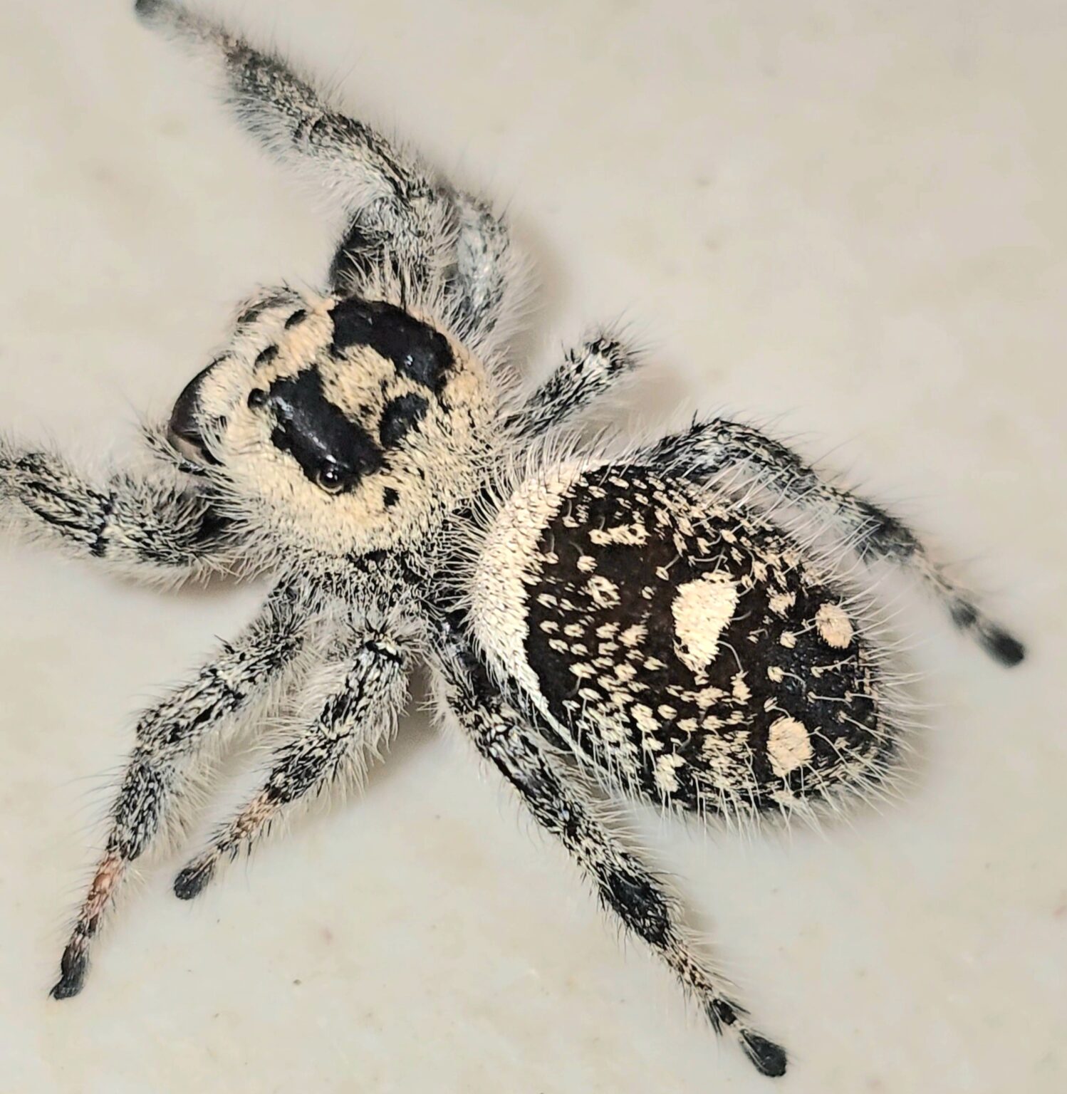Regal Spiderling Indigo Smile - Bugs In Cyberspace