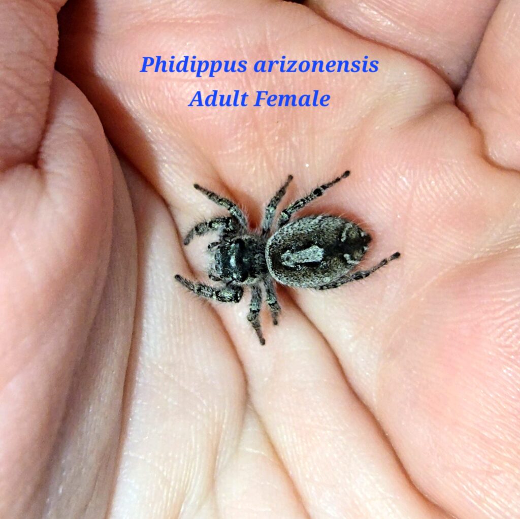 Phidippus arizonensis Arizona Jumping Spiderling - Bugs In Cyberspace