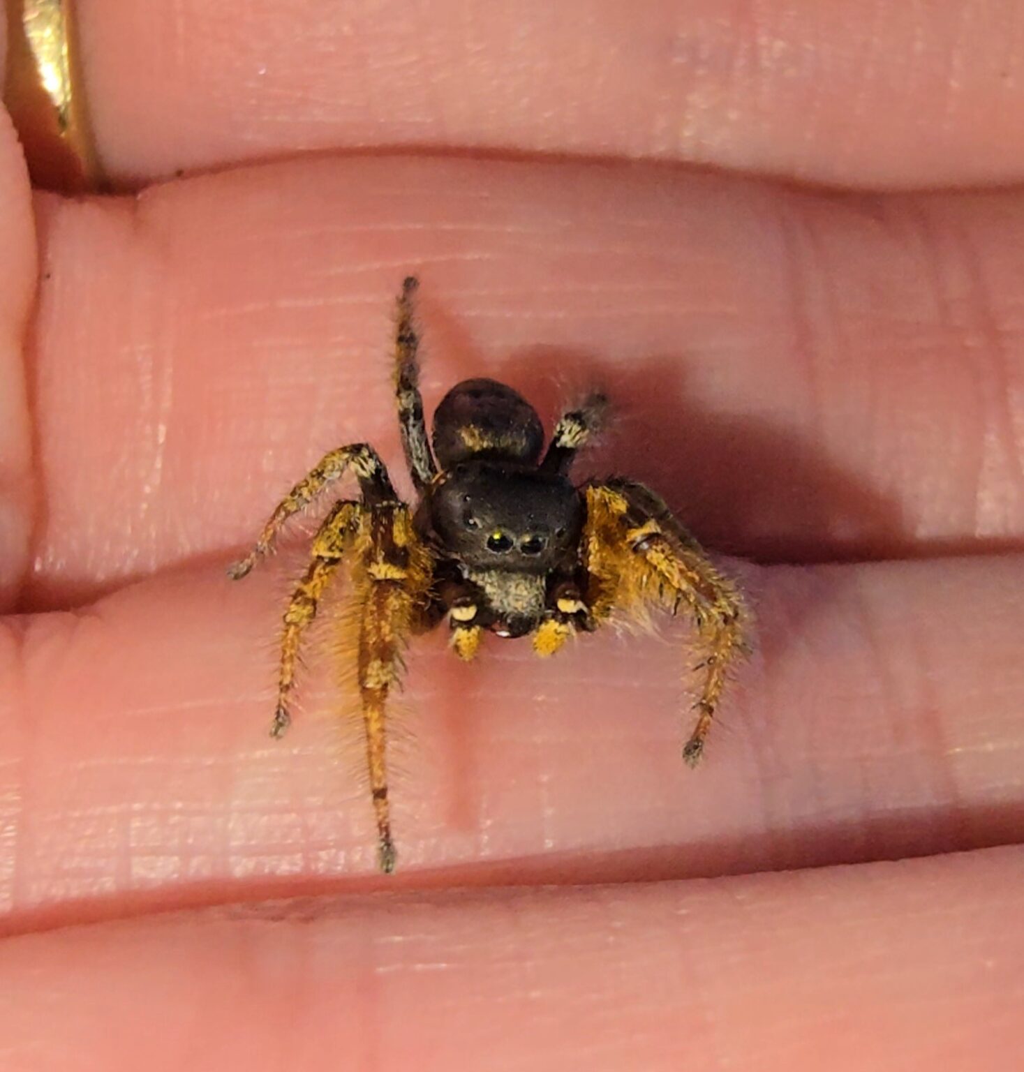 Phidippus arizonensis Arizona Jumping Spiderling - Bugs In Cyberspace