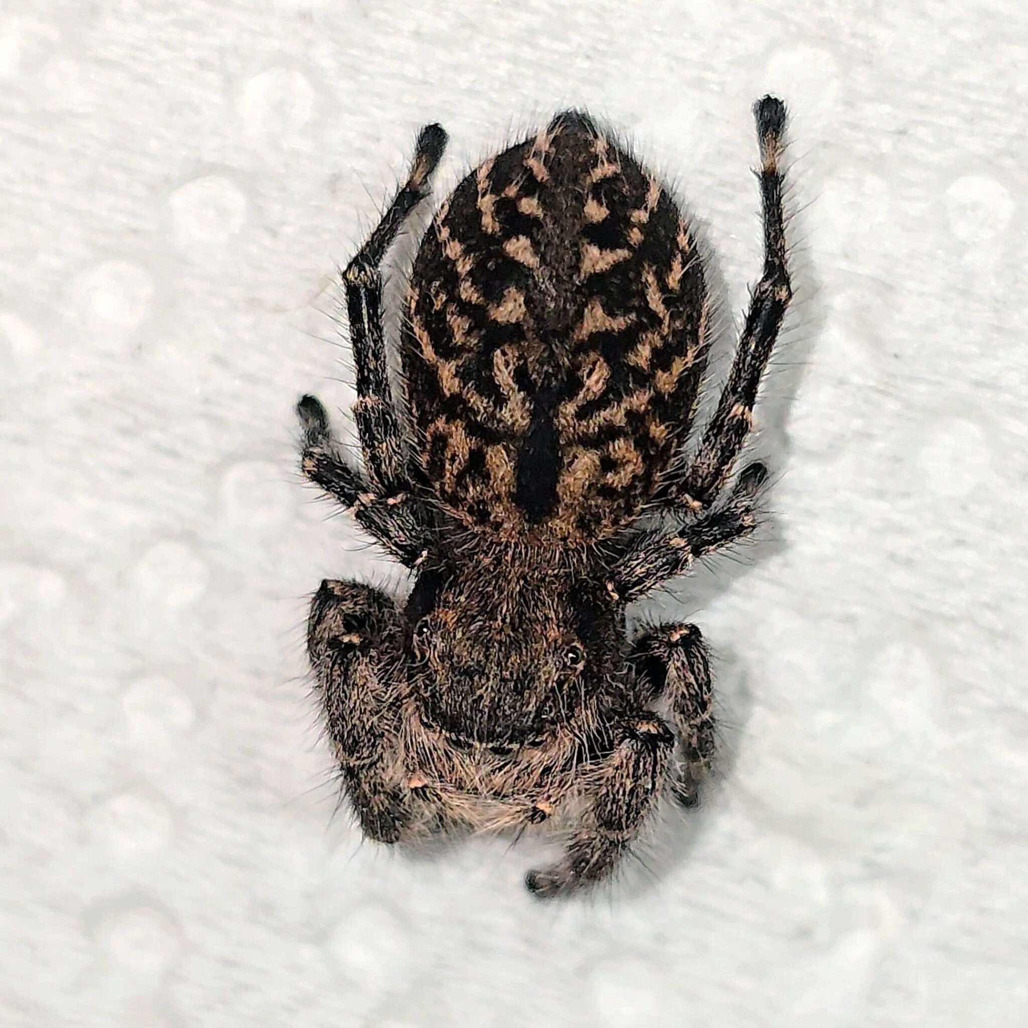 Speckled Teddy Bear Spiderling Octopunctatus - Bugs In Cyberspace